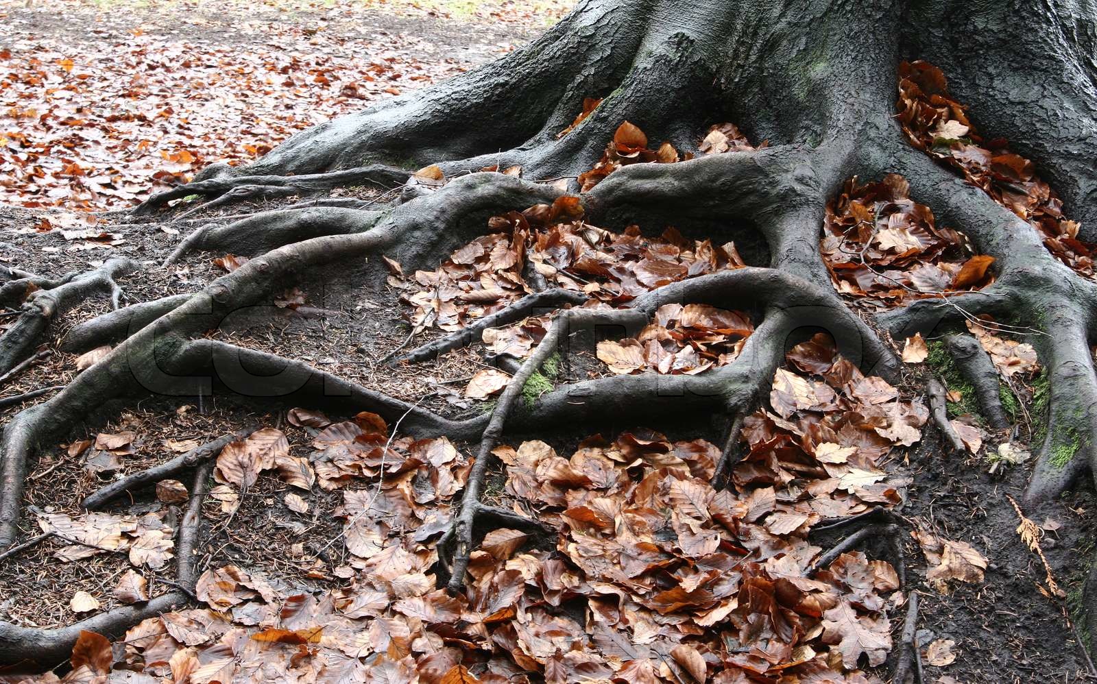 forest , closeup on trees trunks and roots | Stock image | Colourbox