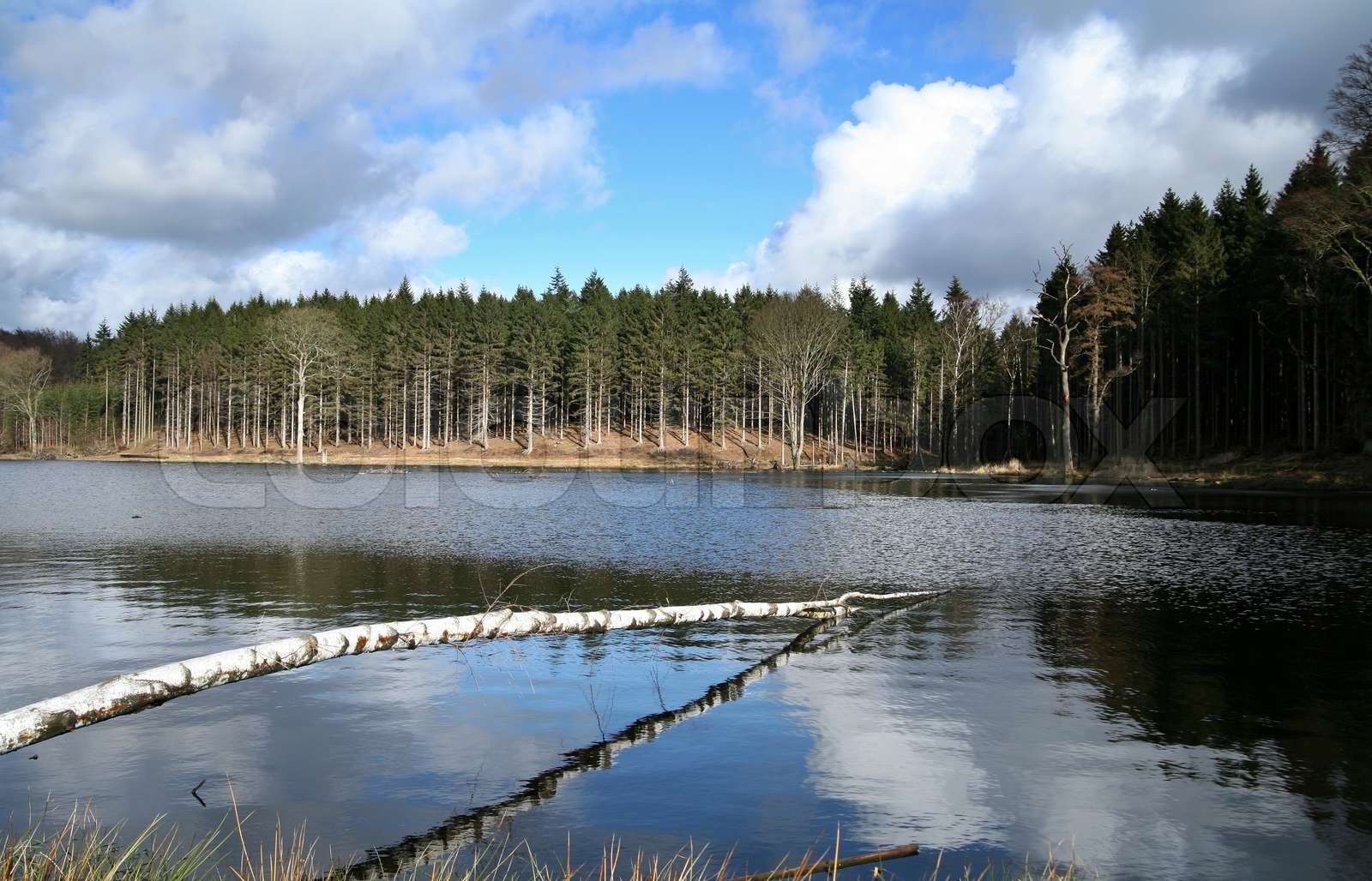 Wald, Bäume und Blätter und ein See in Dänemark | Stock Bild | Colourbox