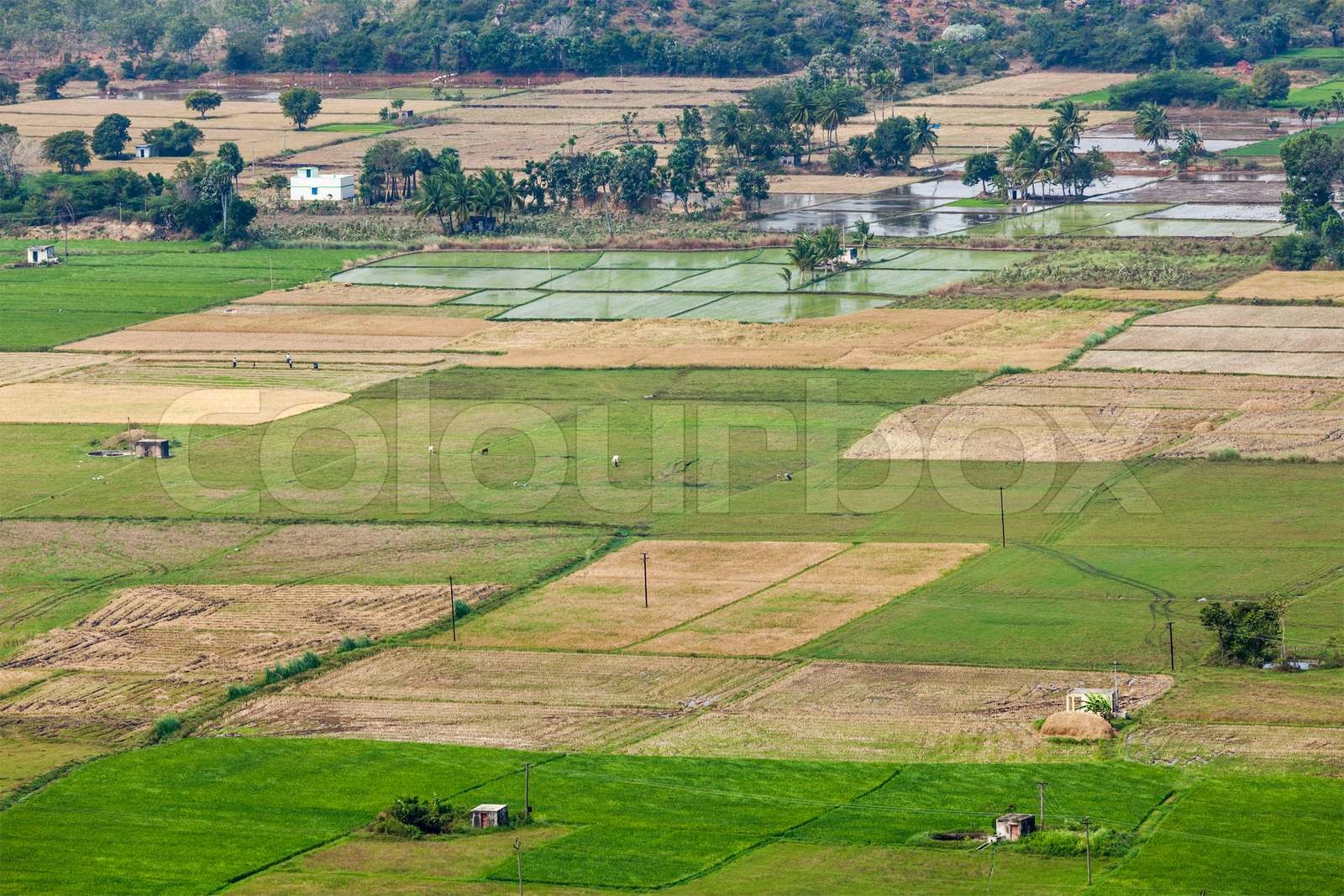 Aeiral view of Indian countryside with rice paddies, Tamil Nadu ...