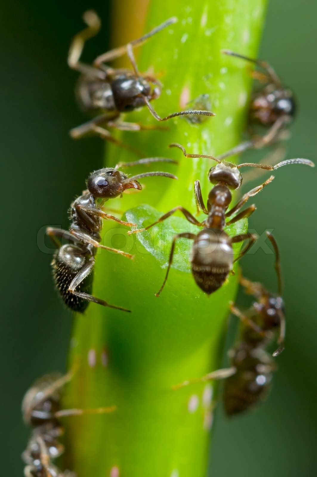 myre, myrer, vildmark | Stock foto | Colourbox