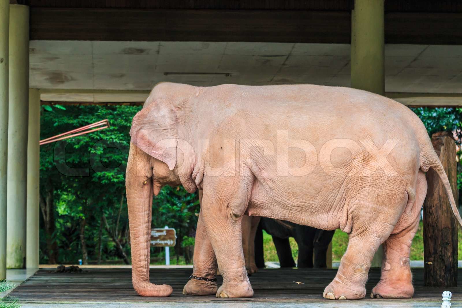 White elephant (animal) in Myanmar Yangon, Myanmar (Burma) Asia | Stock ...
