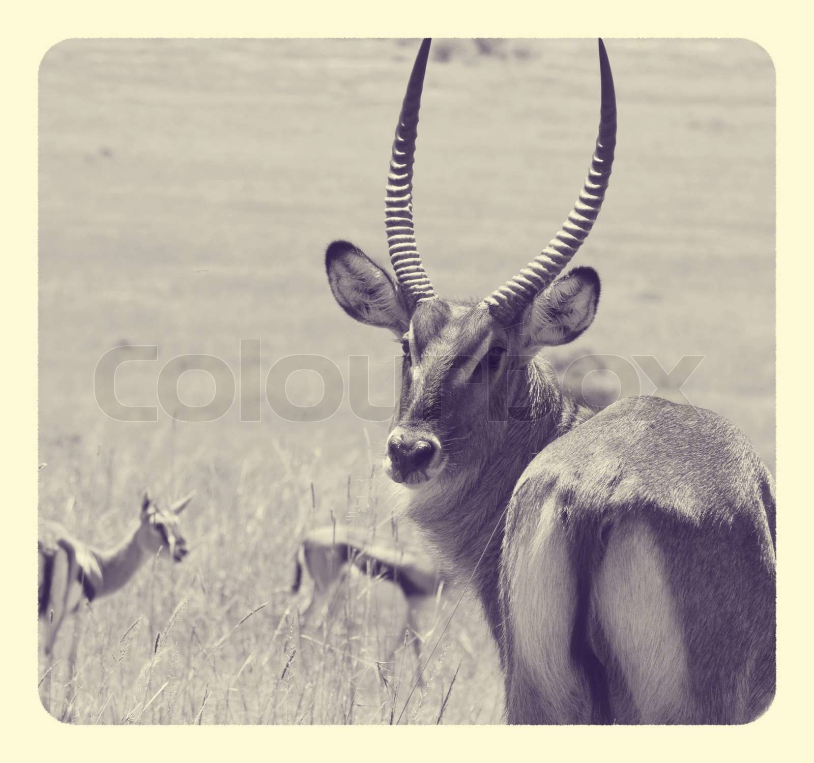 Antelope | Stock image | Colourbox