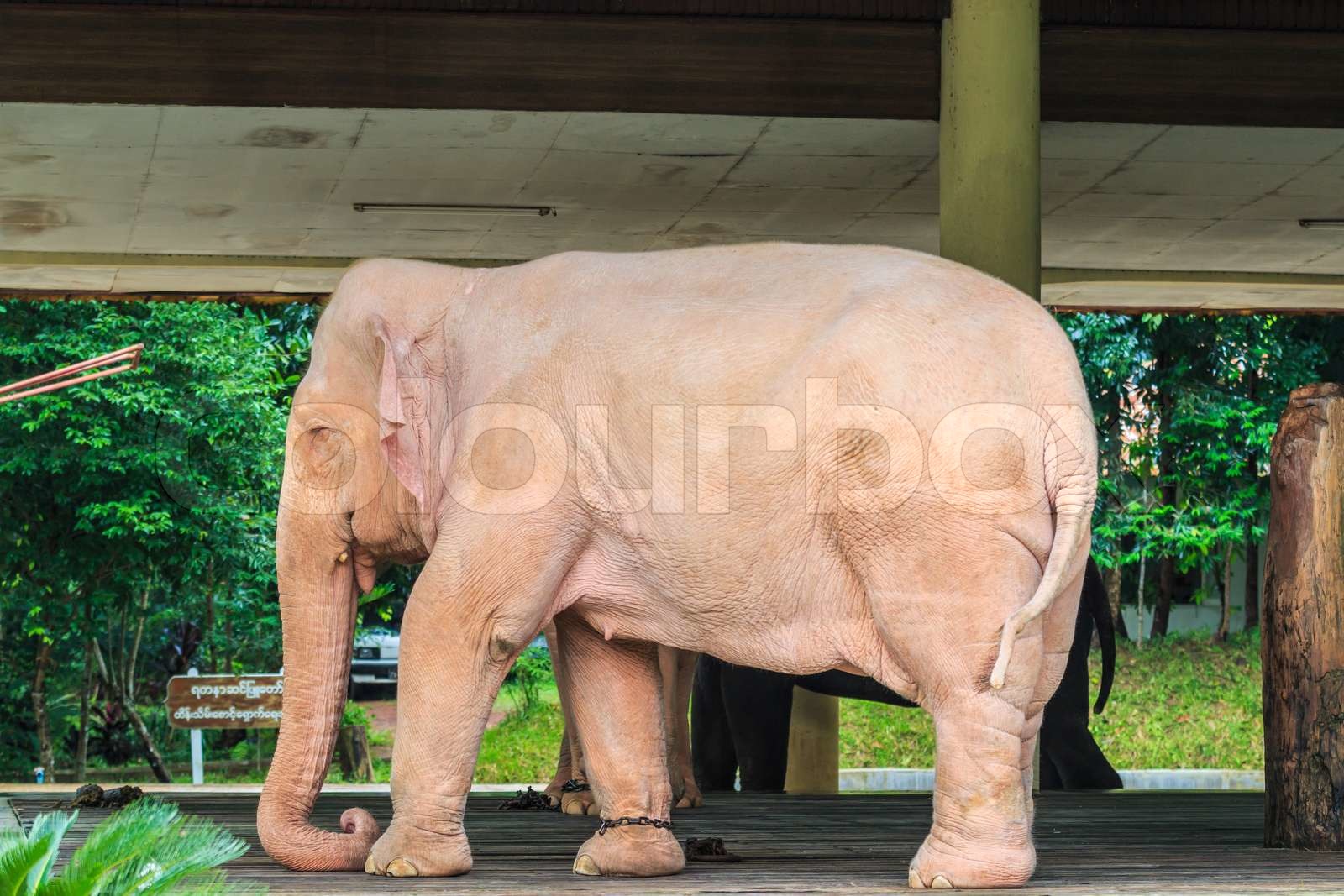 White elephant (animal) in Myanmar Yangon, Myanmar (Burma) Asia | Stock ...