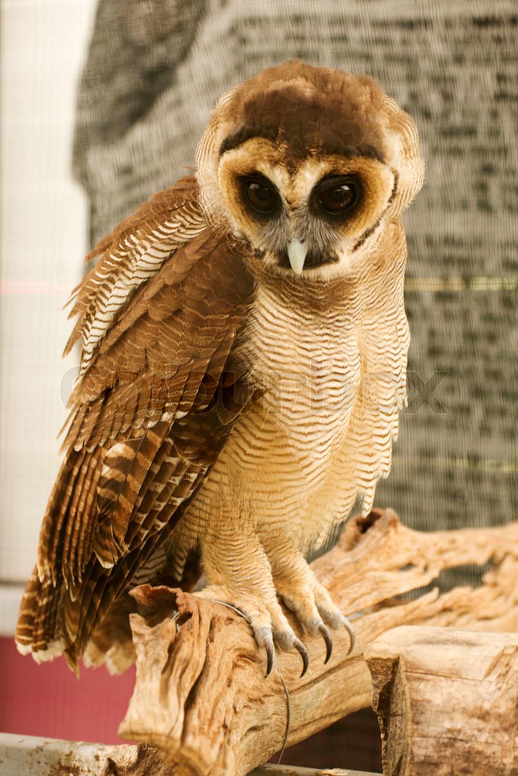 Brown faced owl | Stock image | Colourbox