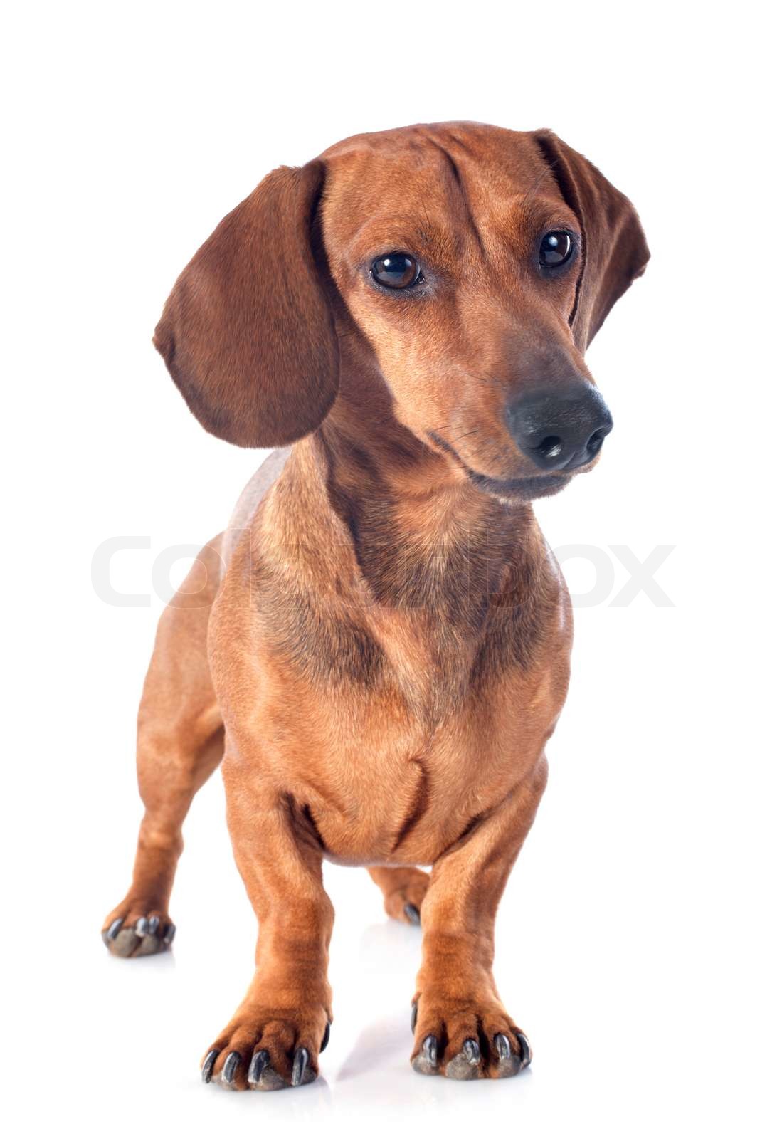 gravhund, fritlagt, hundesnor | Stock foto | Colourbox