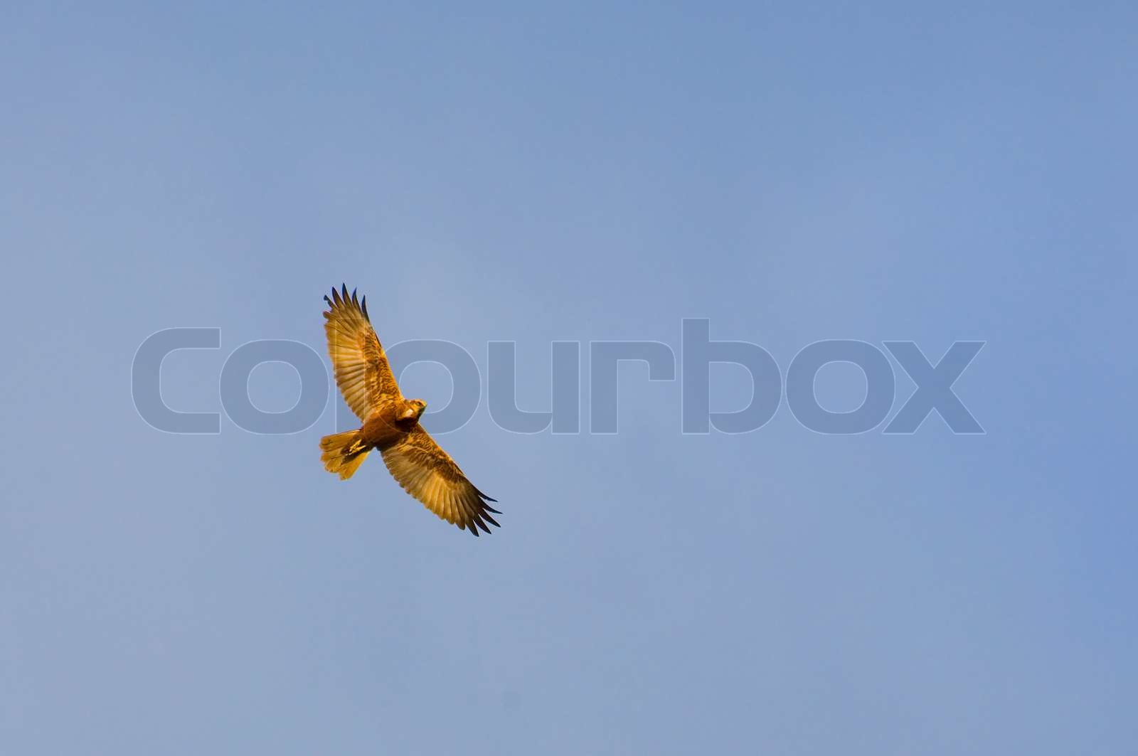 blue, eagle, sky, flight, flying, nature, spread, bird, looking, wing ...