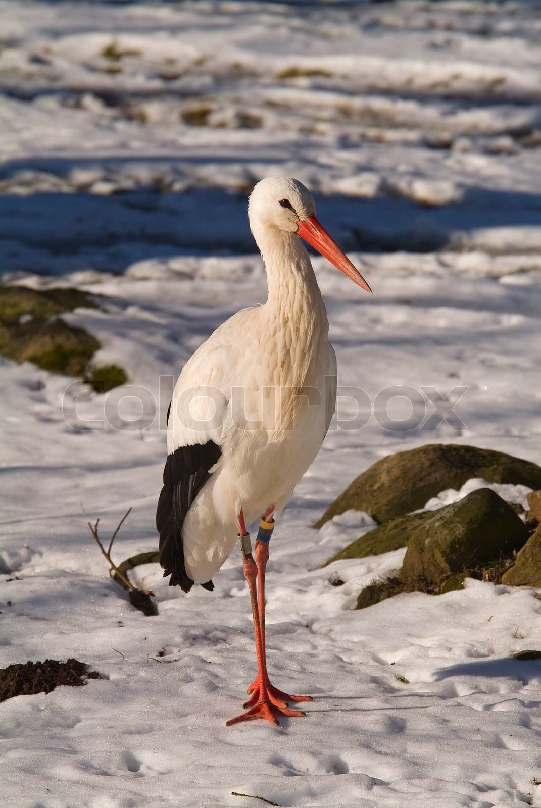 wildlife, stork, bird, animal, beak, portrait, red, white, nature ...