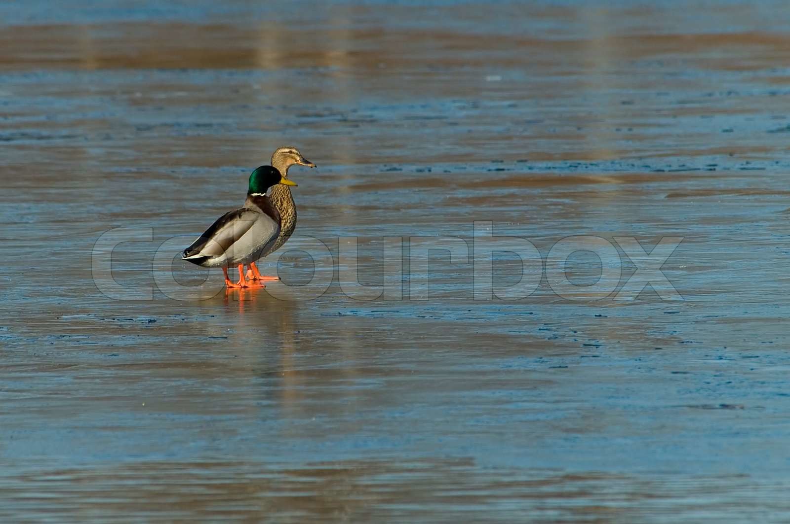 Stockente, Eis, Wasser, Natur, Winter, stehen, Natur, Ente, Federn ...