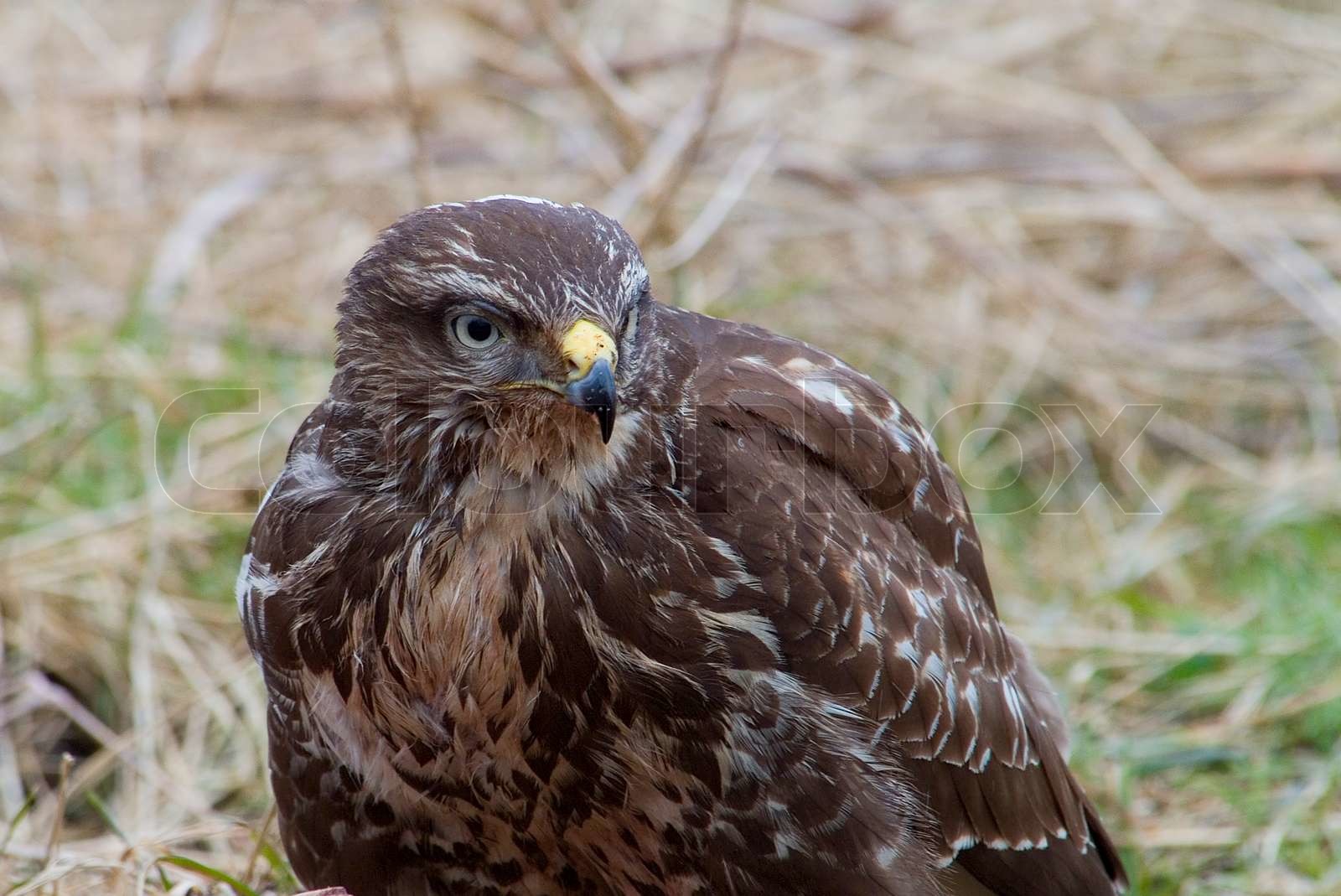 bird, feathers, predator, hawk, nature, raptor, beak, buteo, wild ...