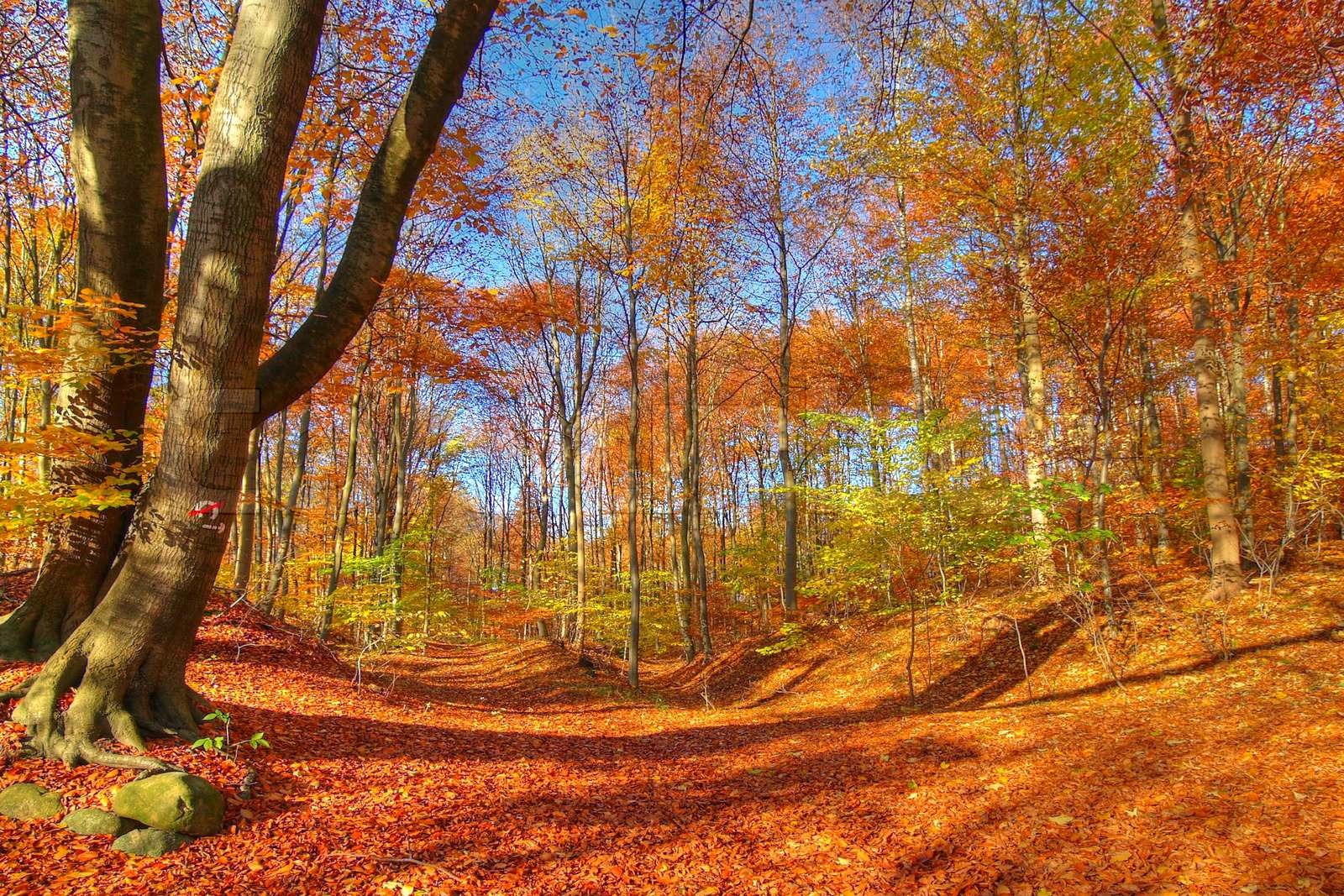 Efterår i skoven | Stock foto | Colourbox