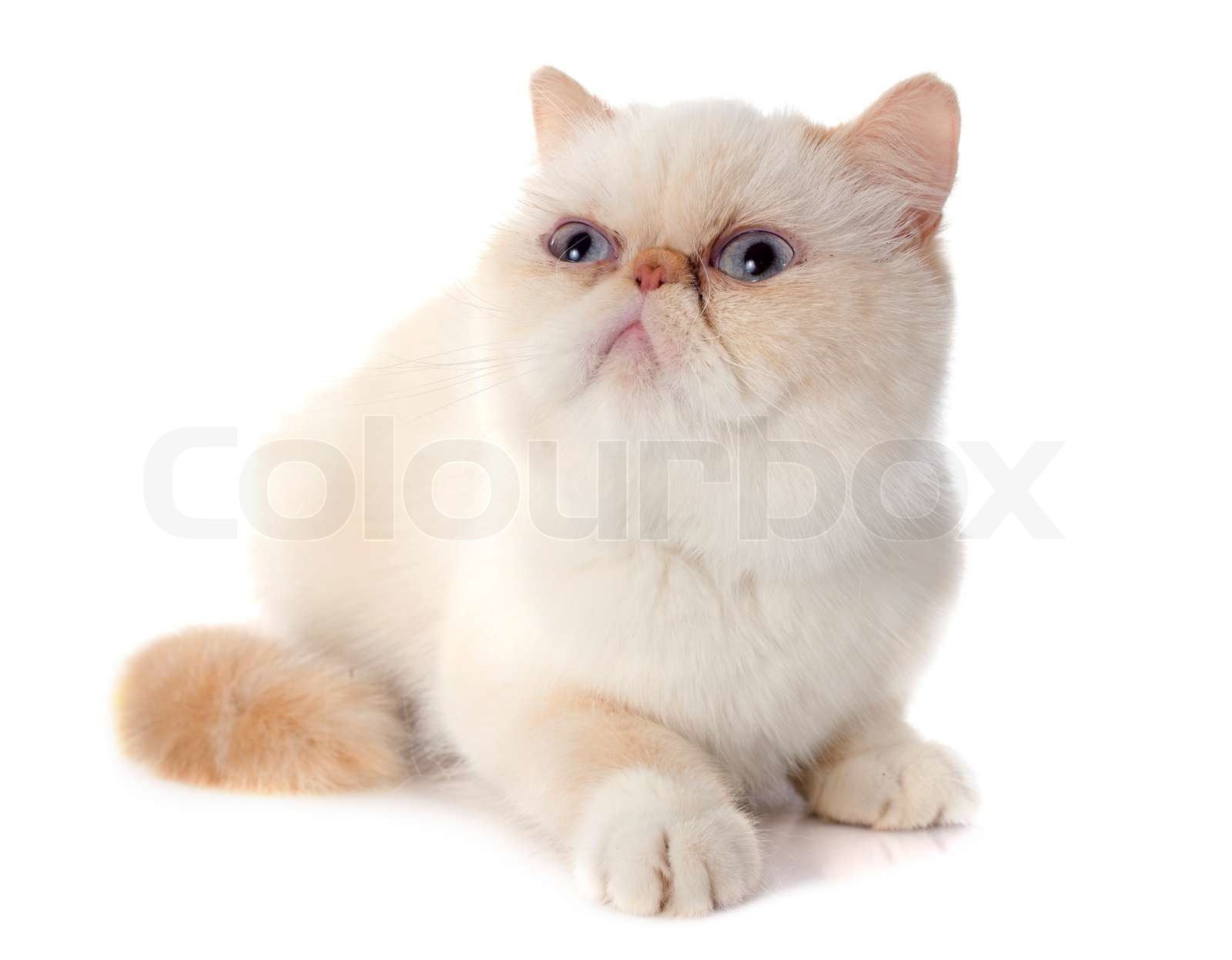 White Exotic Shorthair Kittens
