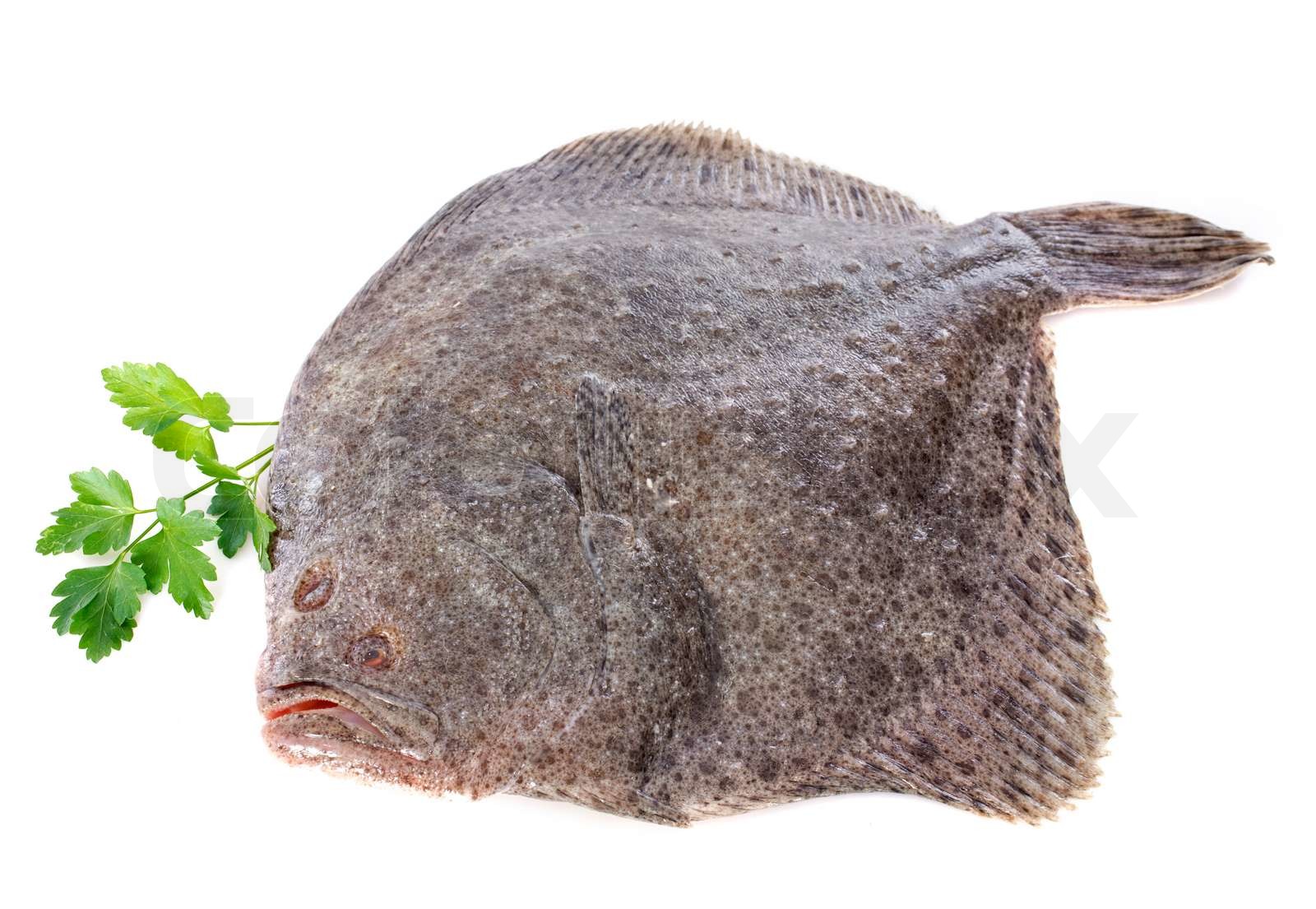 turbot | Stock image | Colourbox