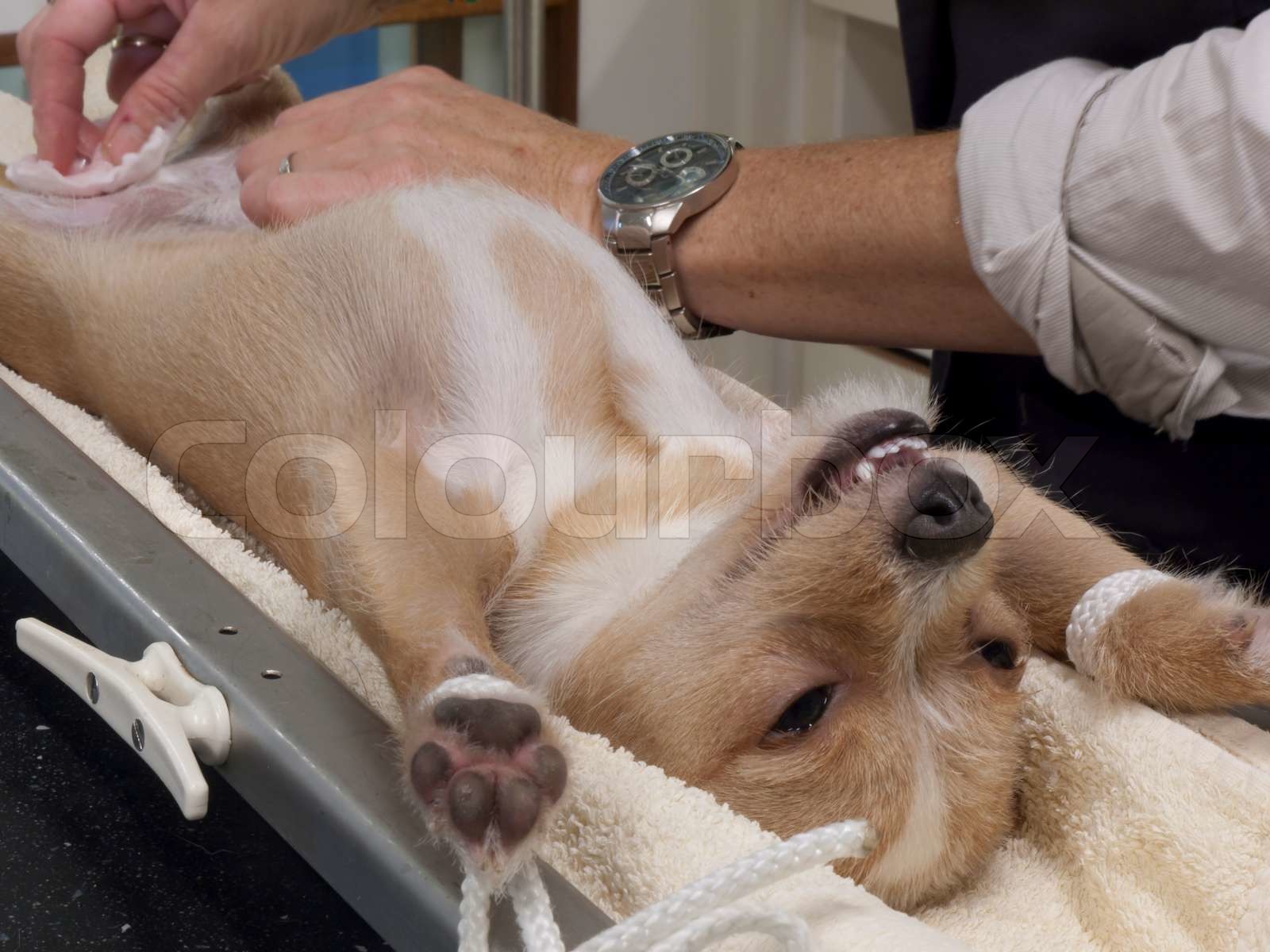 How Do You Disinfect A Male Dog