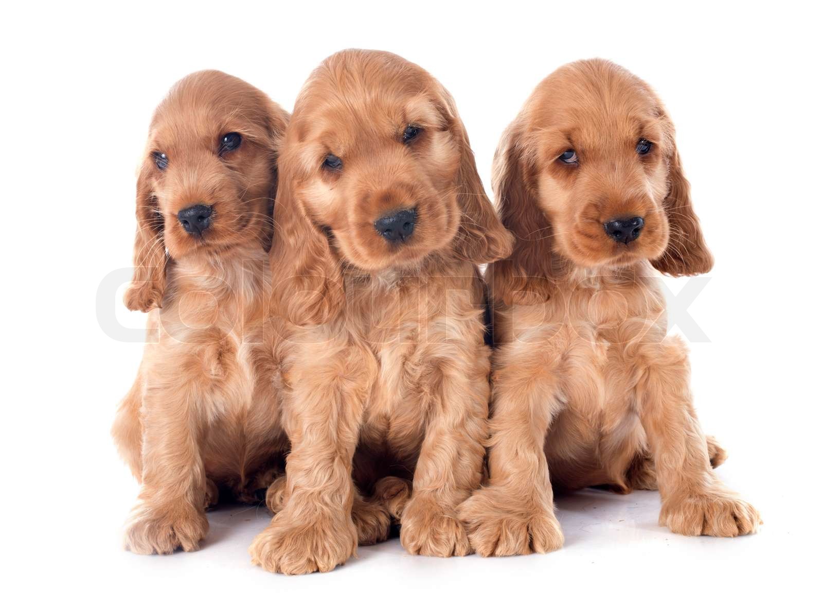 Red English Cocker Spaniel Puppies