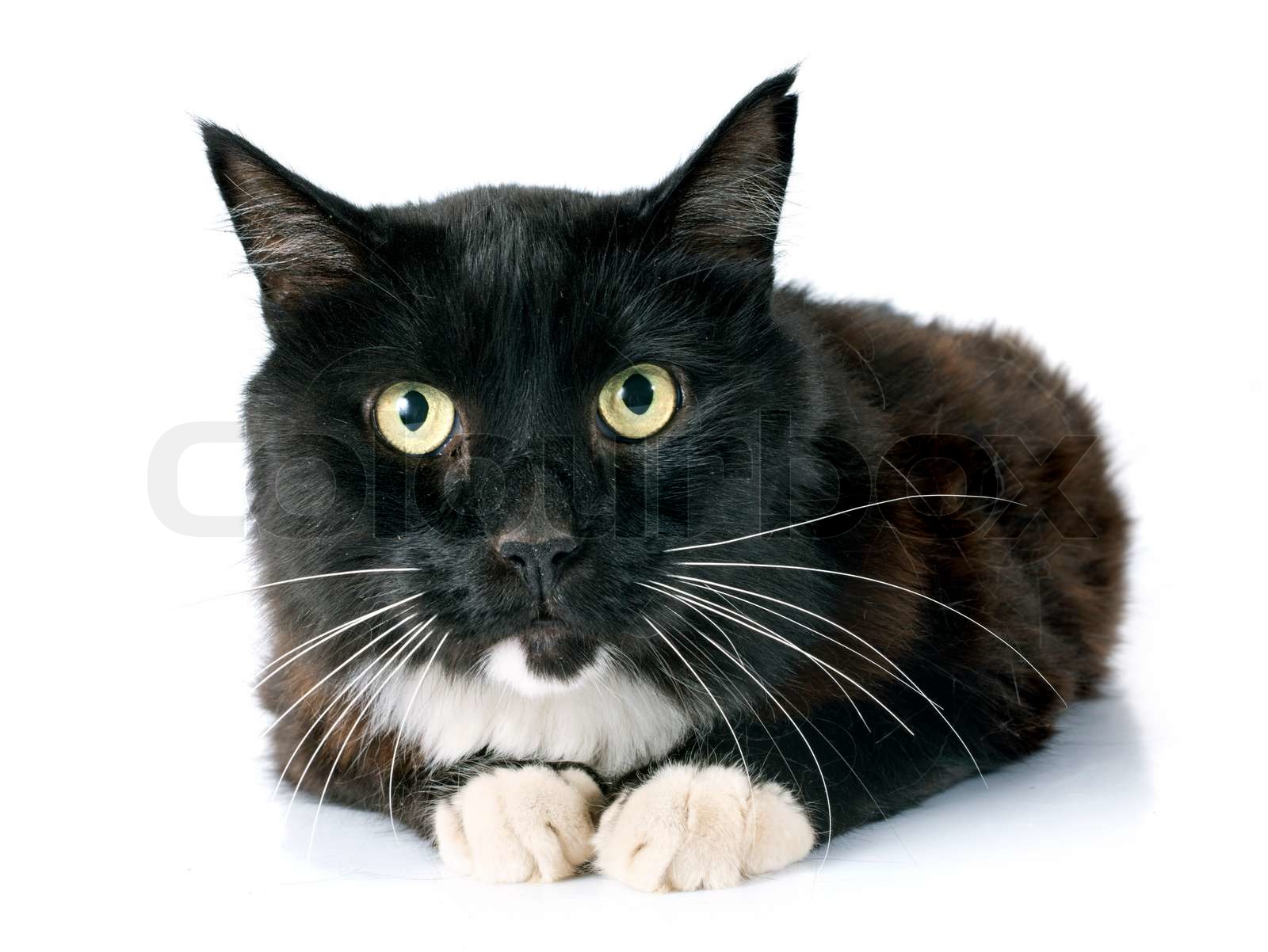 black cat | Stock image | Colourbox