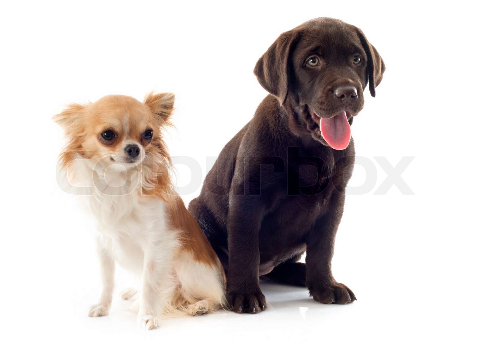 labrador retriever and chihuahua | Stock image | Colourbox