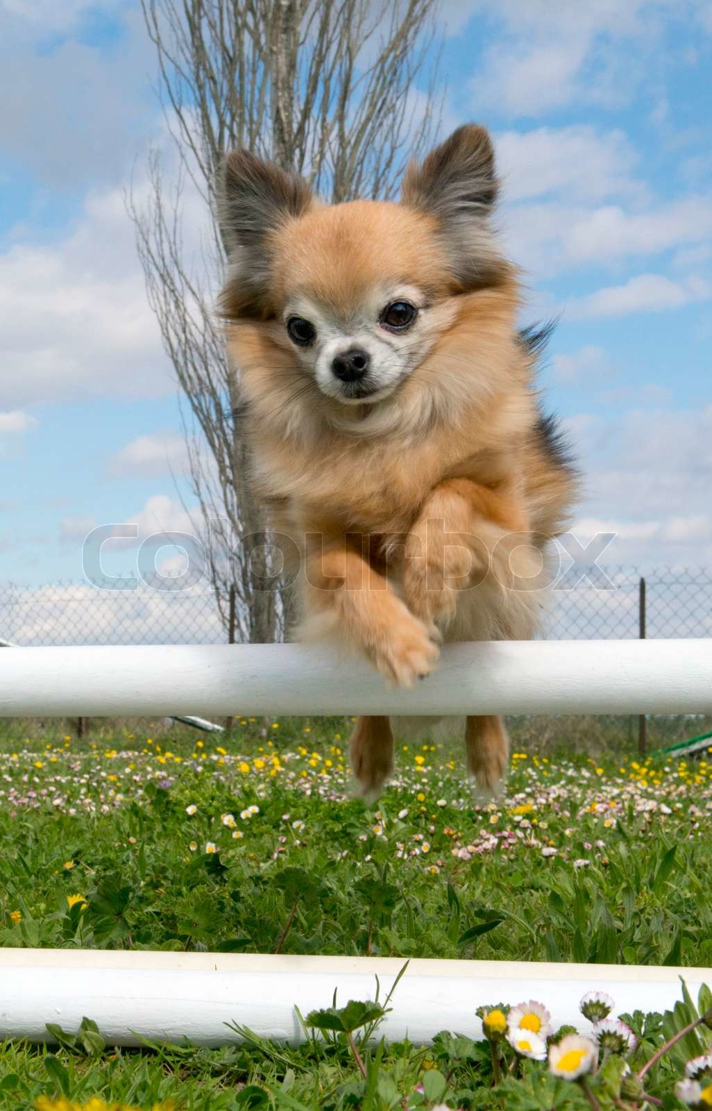 jumping chihuahua | Stock image | Colourbox
