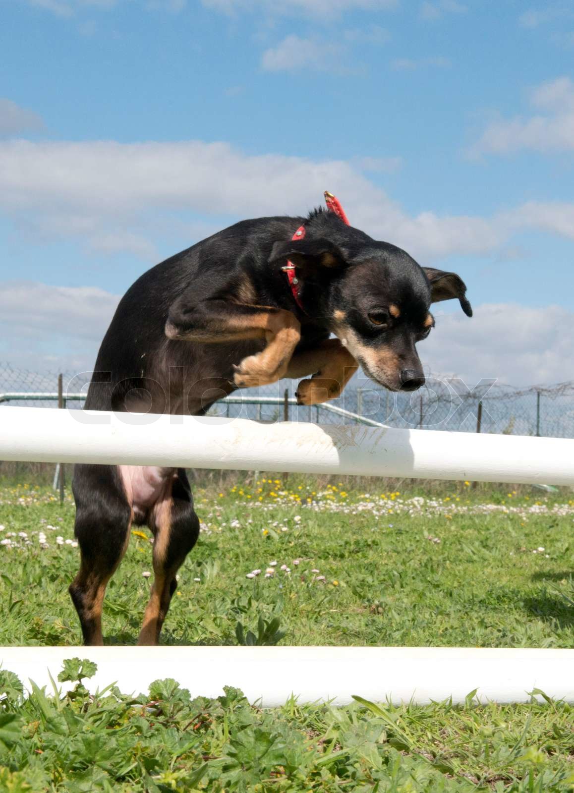 miniature pinscher in agility | Stock image | Colourbox