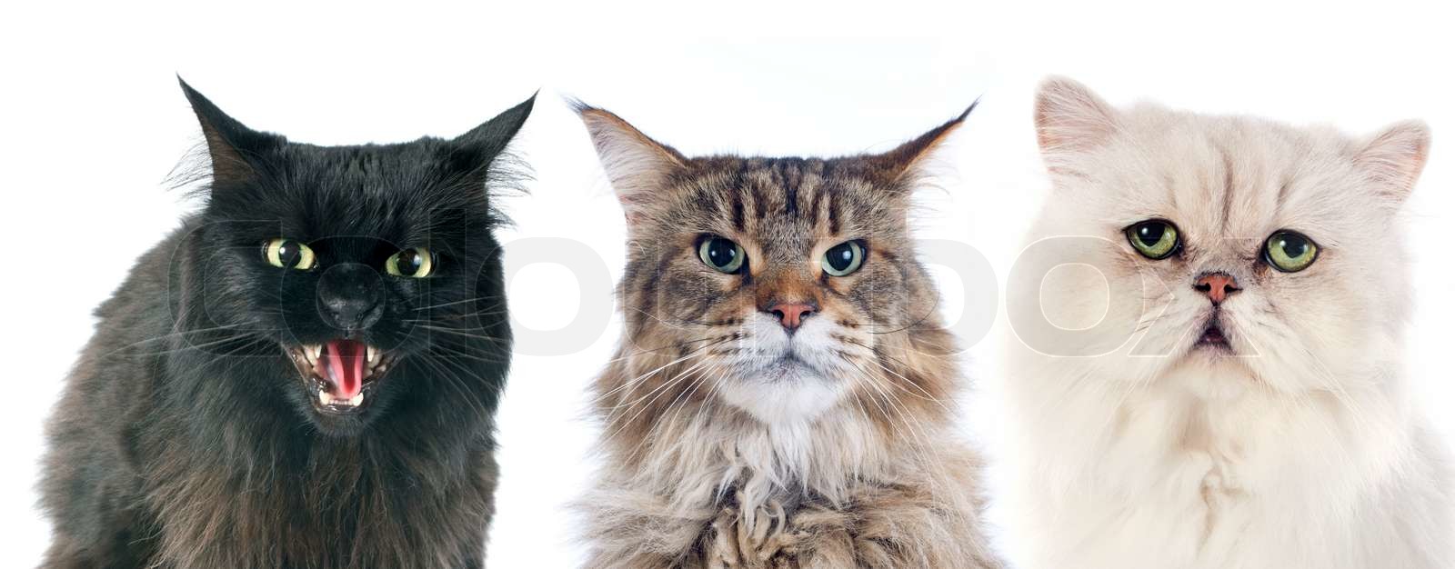 furious cats | Stock image | Colourbox