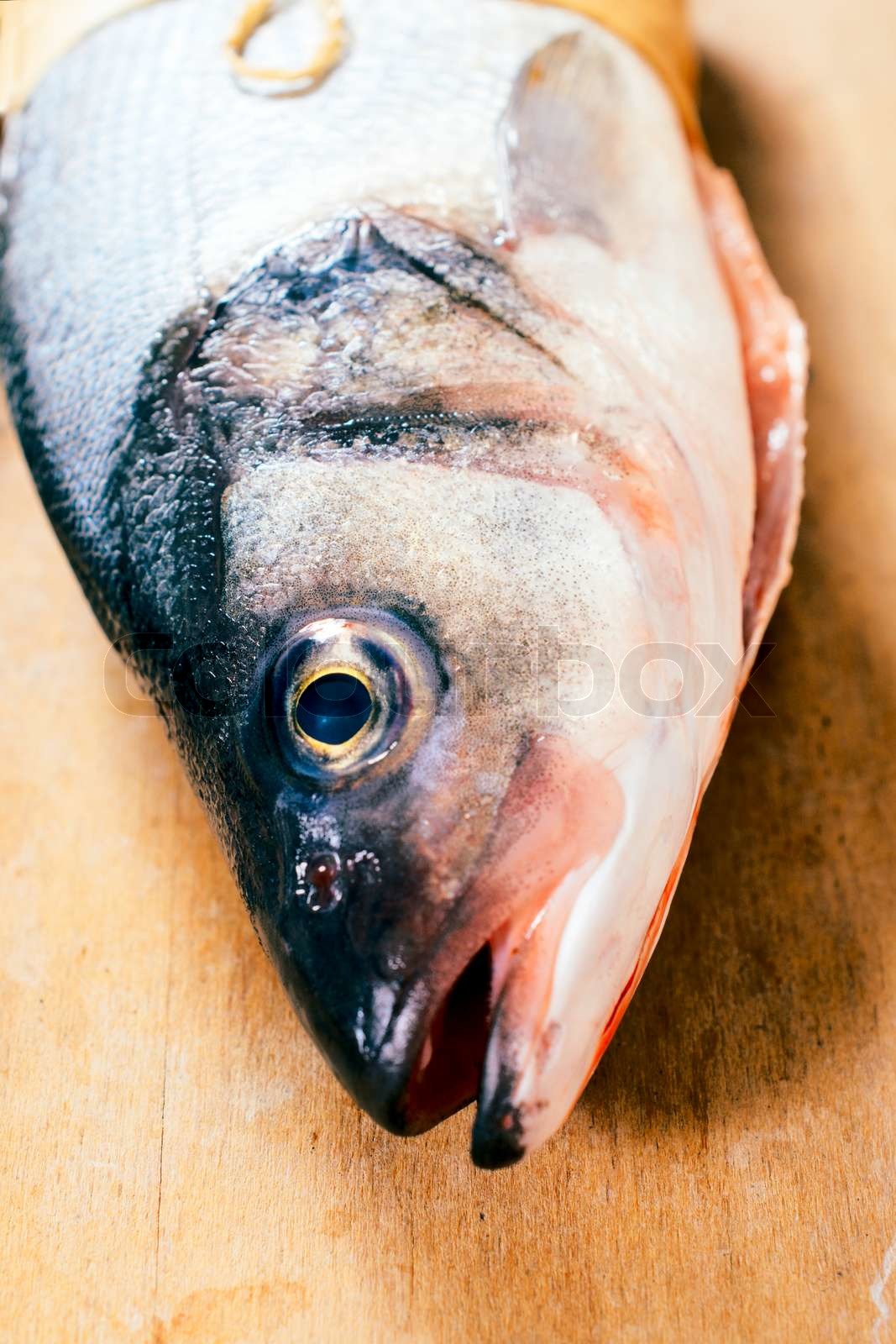 Bass fish head | Stock image | Colourbox