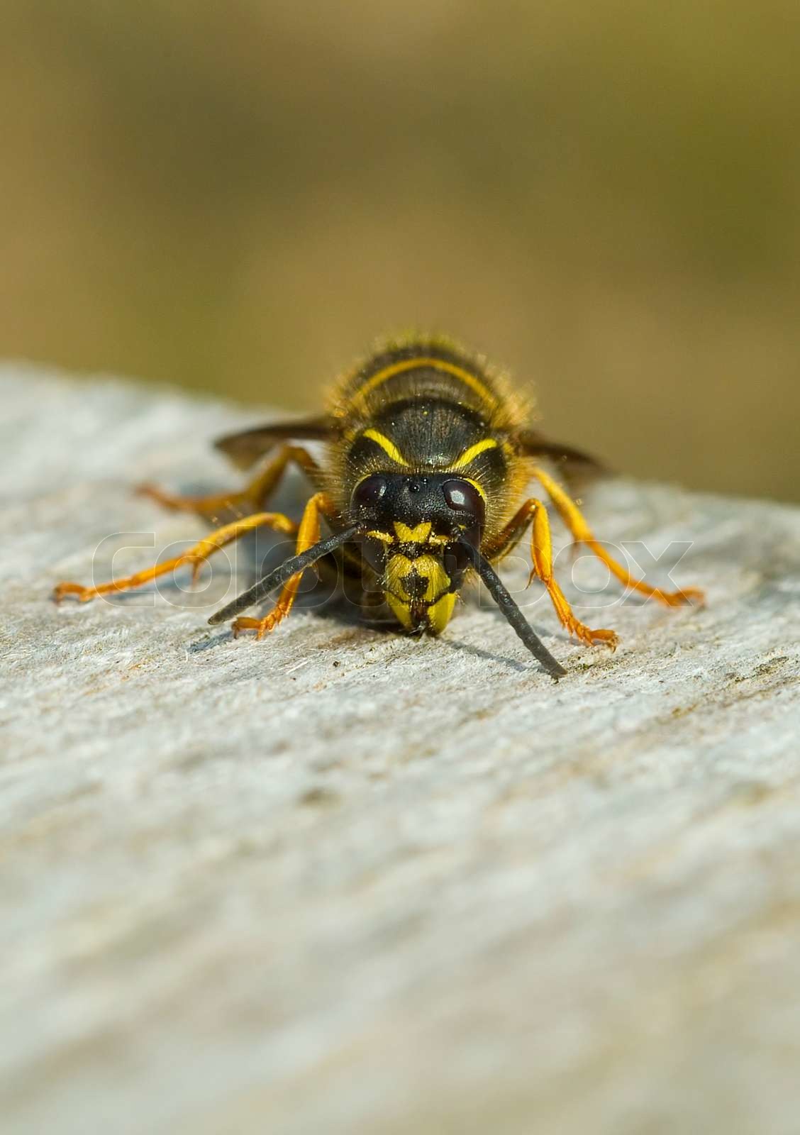 gul, hvepse, hveps | Stock foto | Colourbox