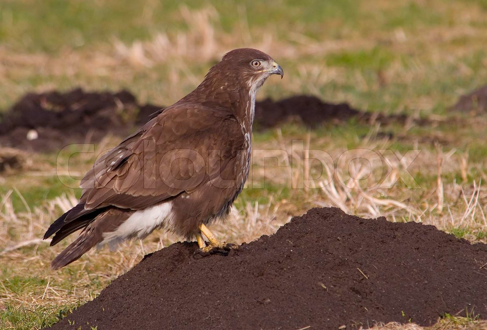 buteo, bird, wildlife, nature, beak, buzzard, hawk, outdoors, predator ...