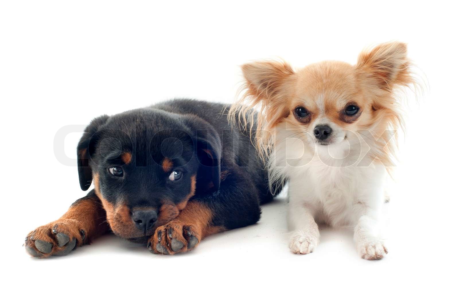 chihuahua and puppy rottweiler | Stock image | Colourbox