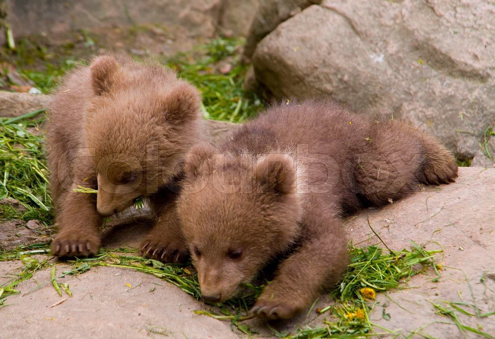 Young, Bär, Braun, Fell, im freien, spielerischen, Natur, Raubtier ...