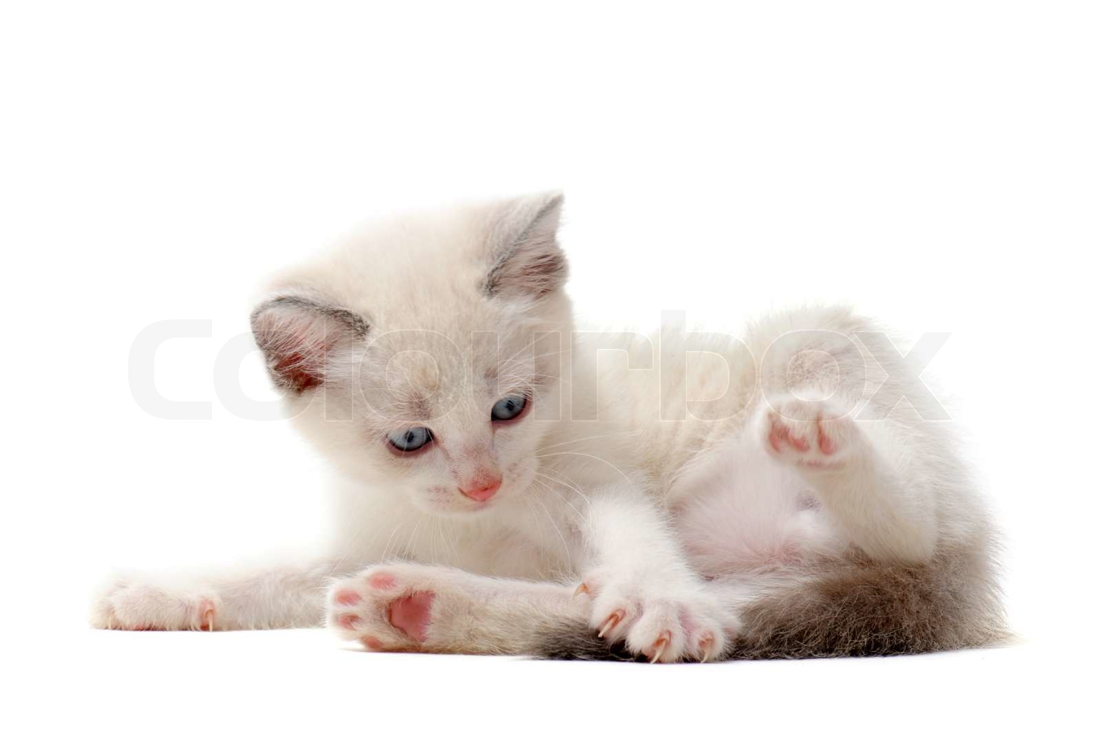 playing Siamese kitten | Stock image | Colourbox
