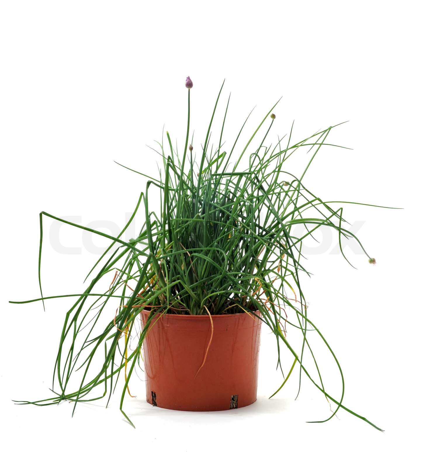 Chives in pot isolated | Stock image | Colourbox