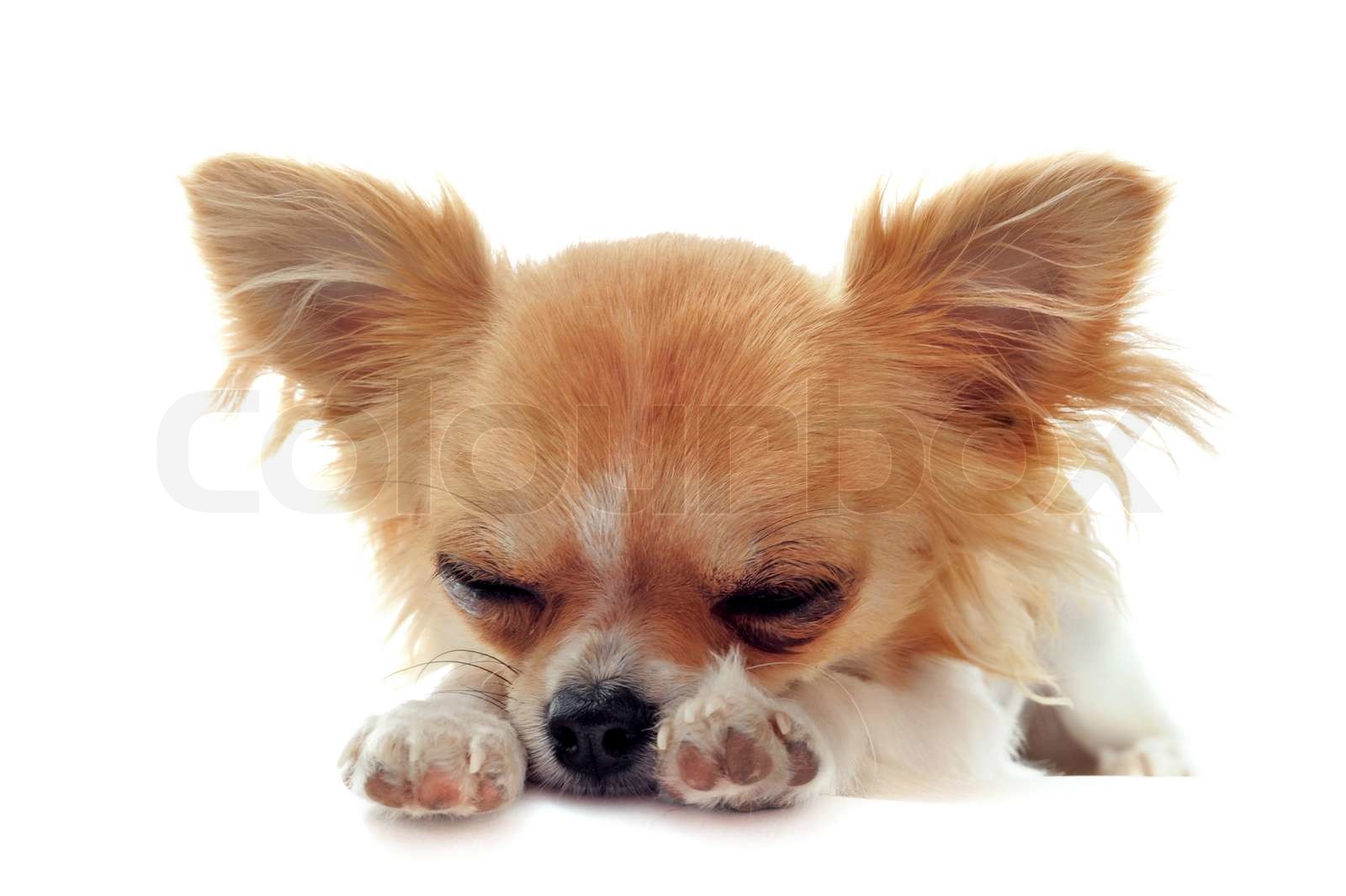 puppy chihuahua tired | Stock image | Colourbox