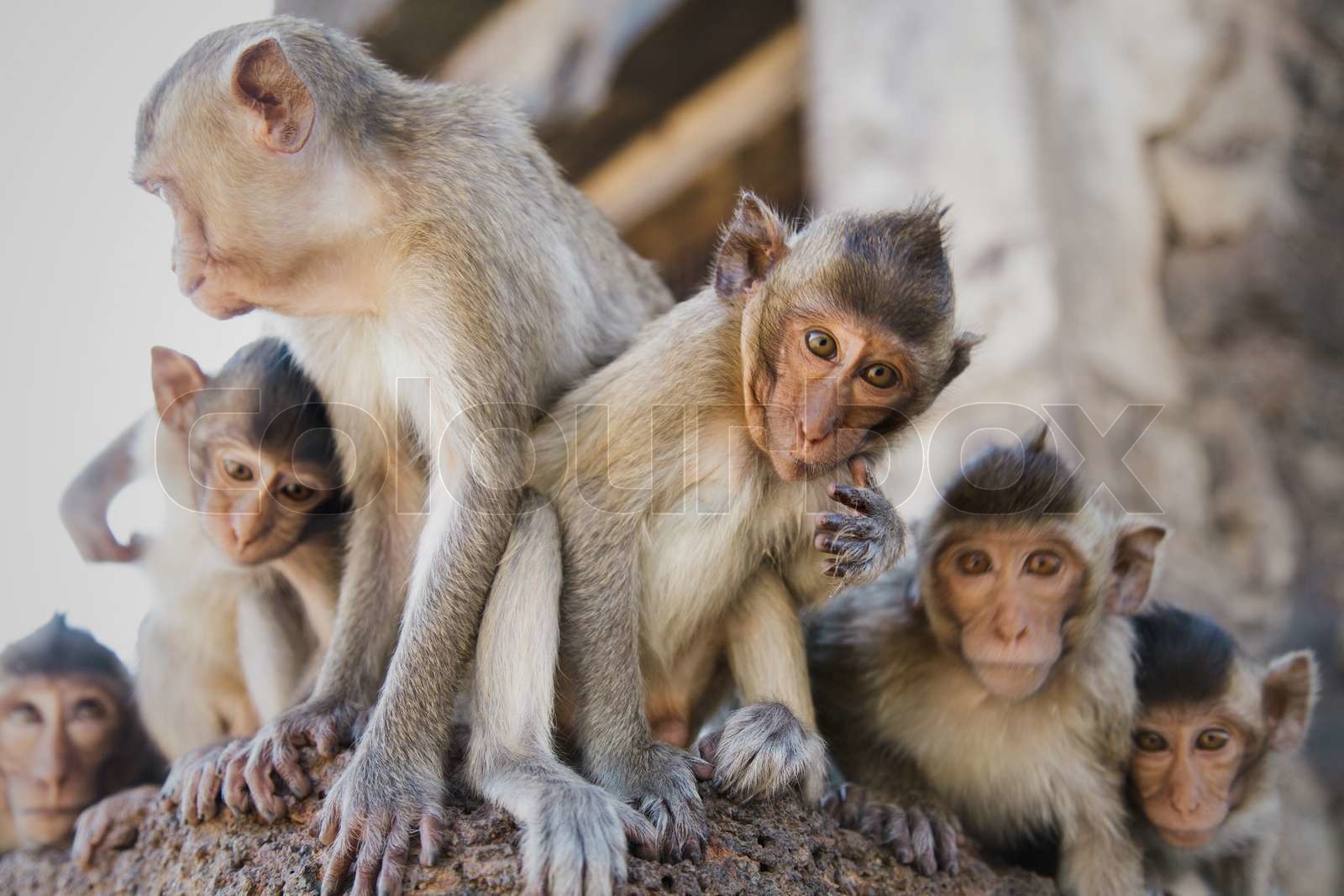 Monkeys | Stock image | Colourbox