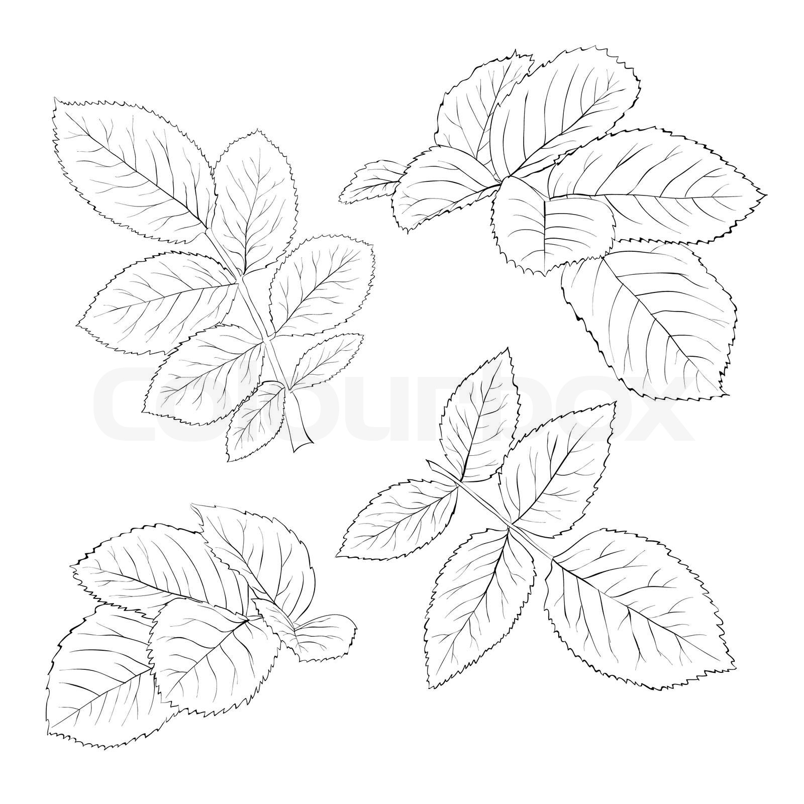 Rose Leaves Drawing