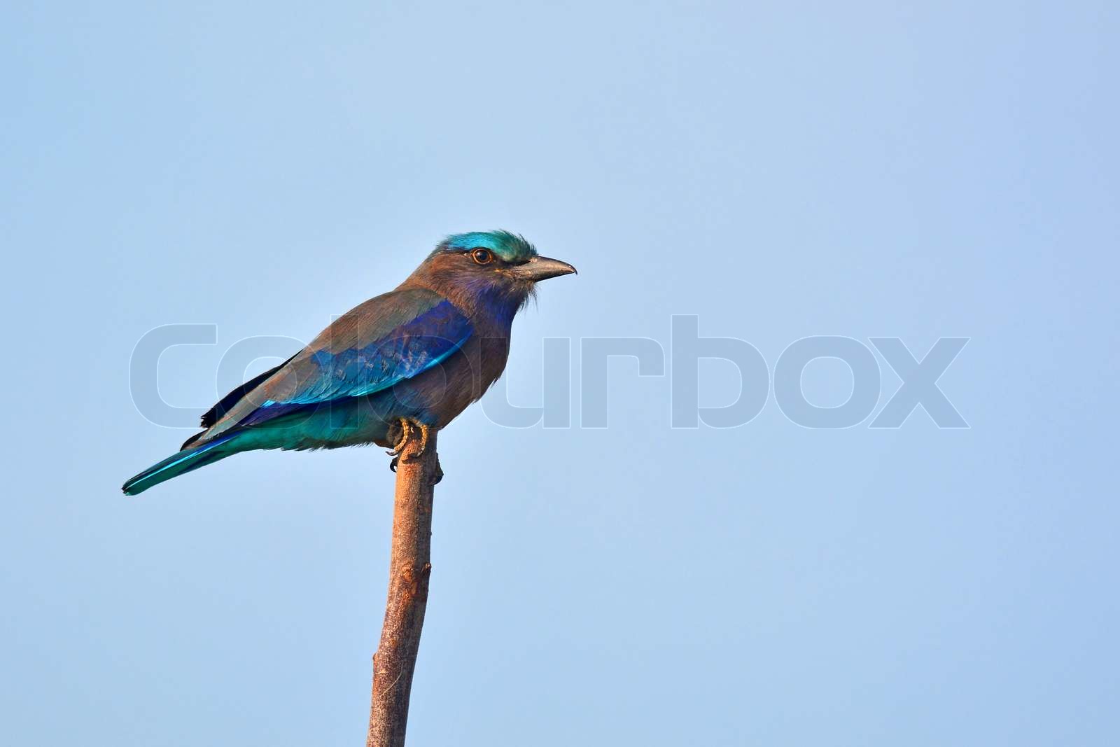 Indian Roller bird | Stock image | Colourbox