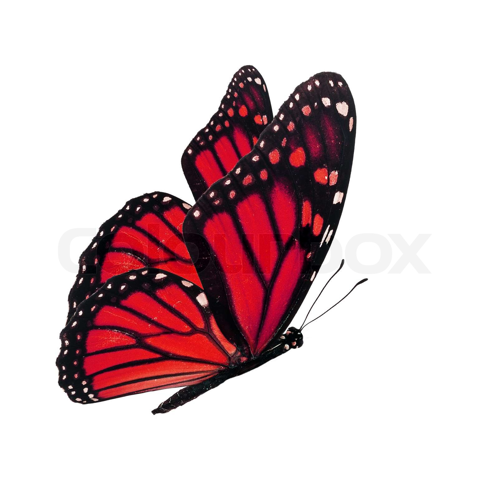 red butterfly | Stock image | Colourbox