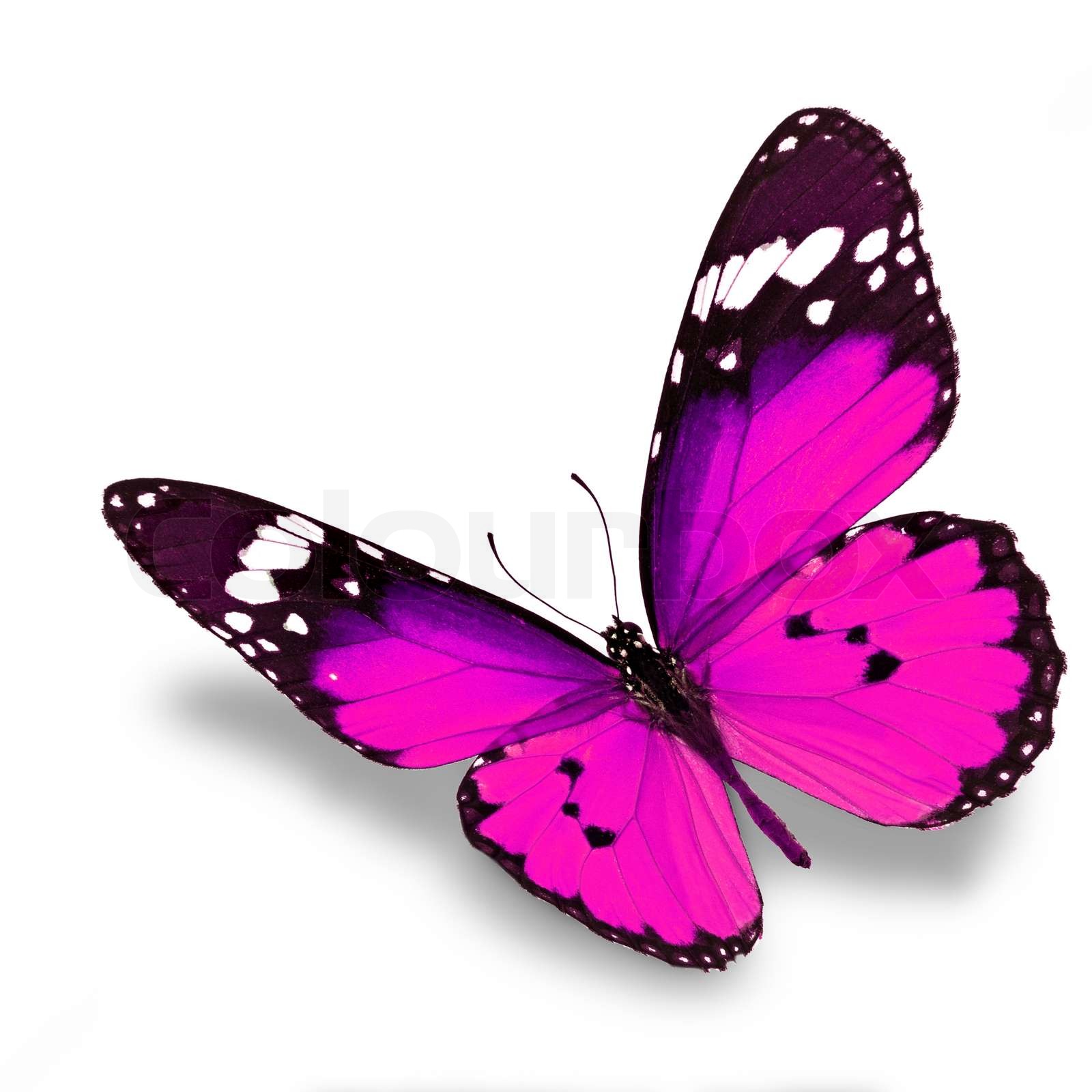 pink butterfly | Stock image | Colourbox
