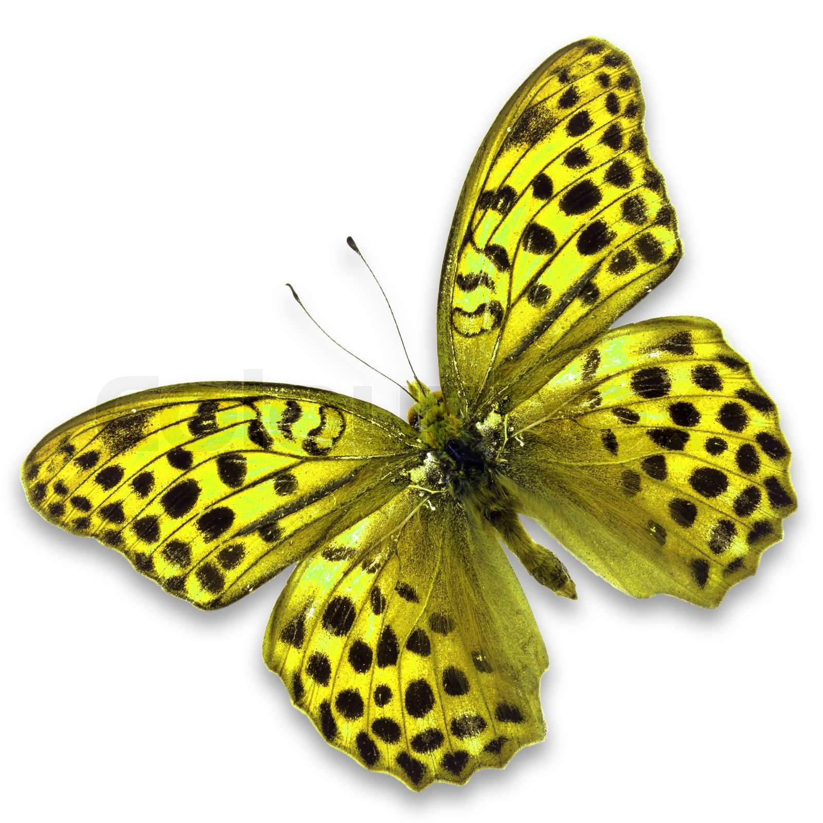 yellow butterfly | Stock image | Colourbox