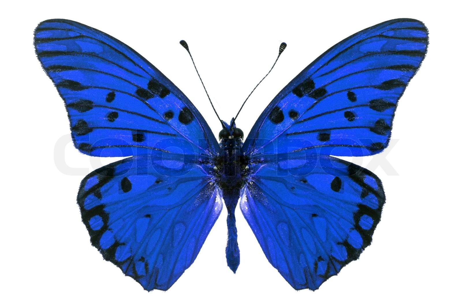 Blue butterfly | Stock image | Colourbox