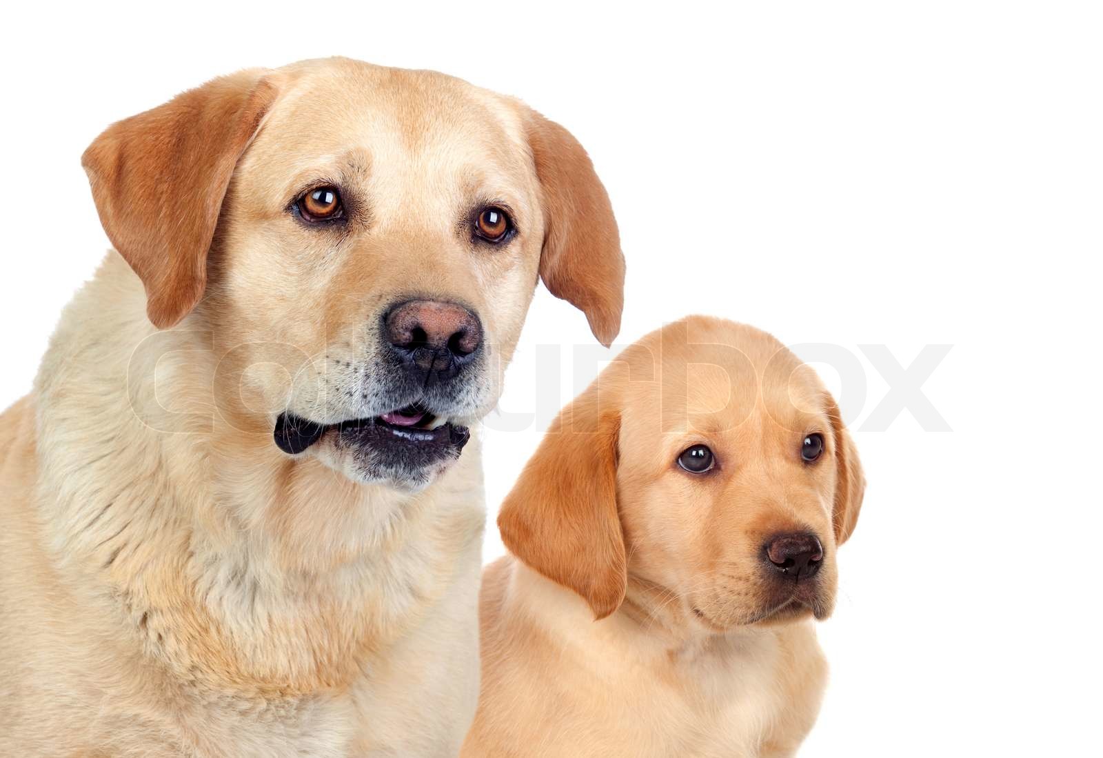 Labrador puppy with his mother | Stock image | Colourbox