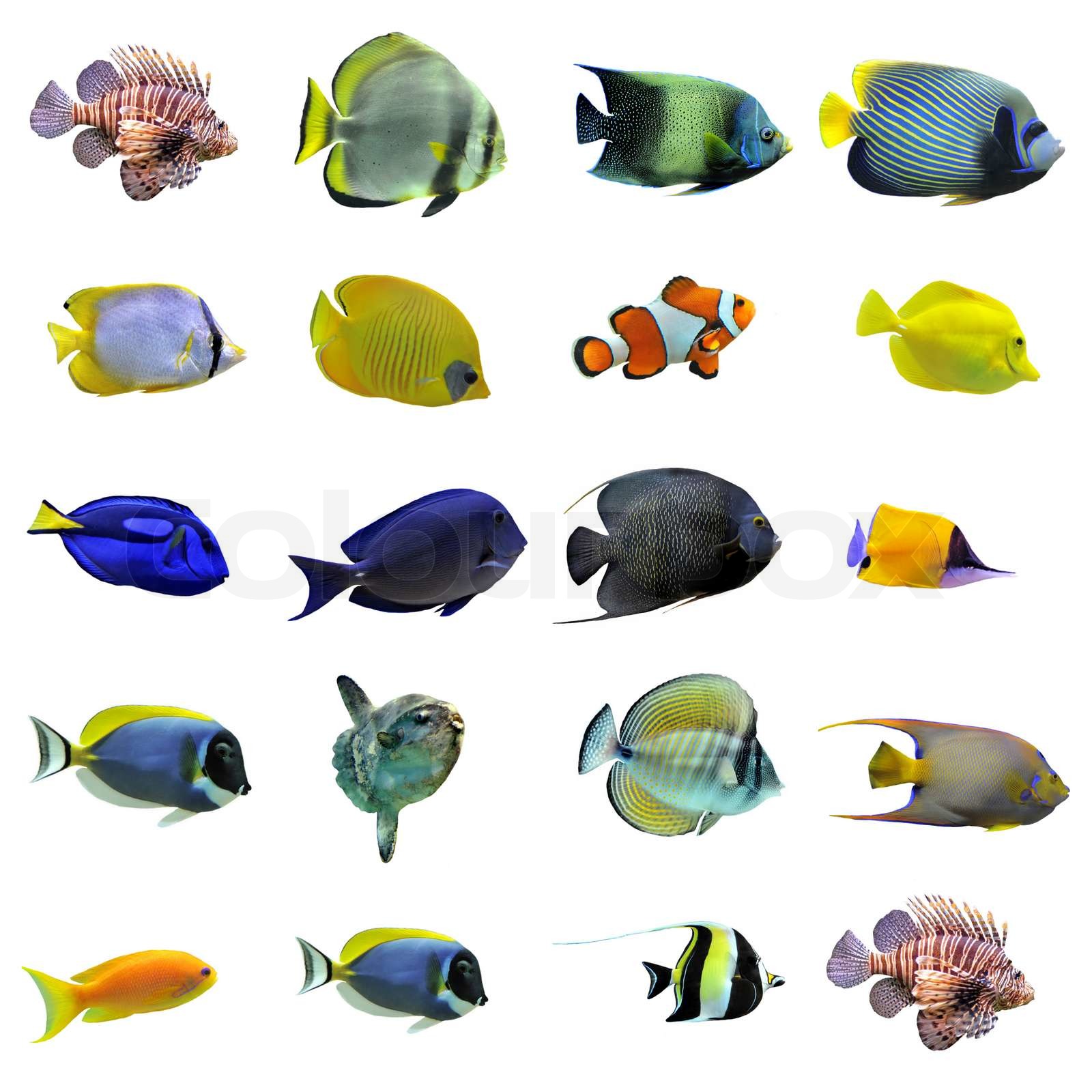 group of fishes | Stock image | Colourbox