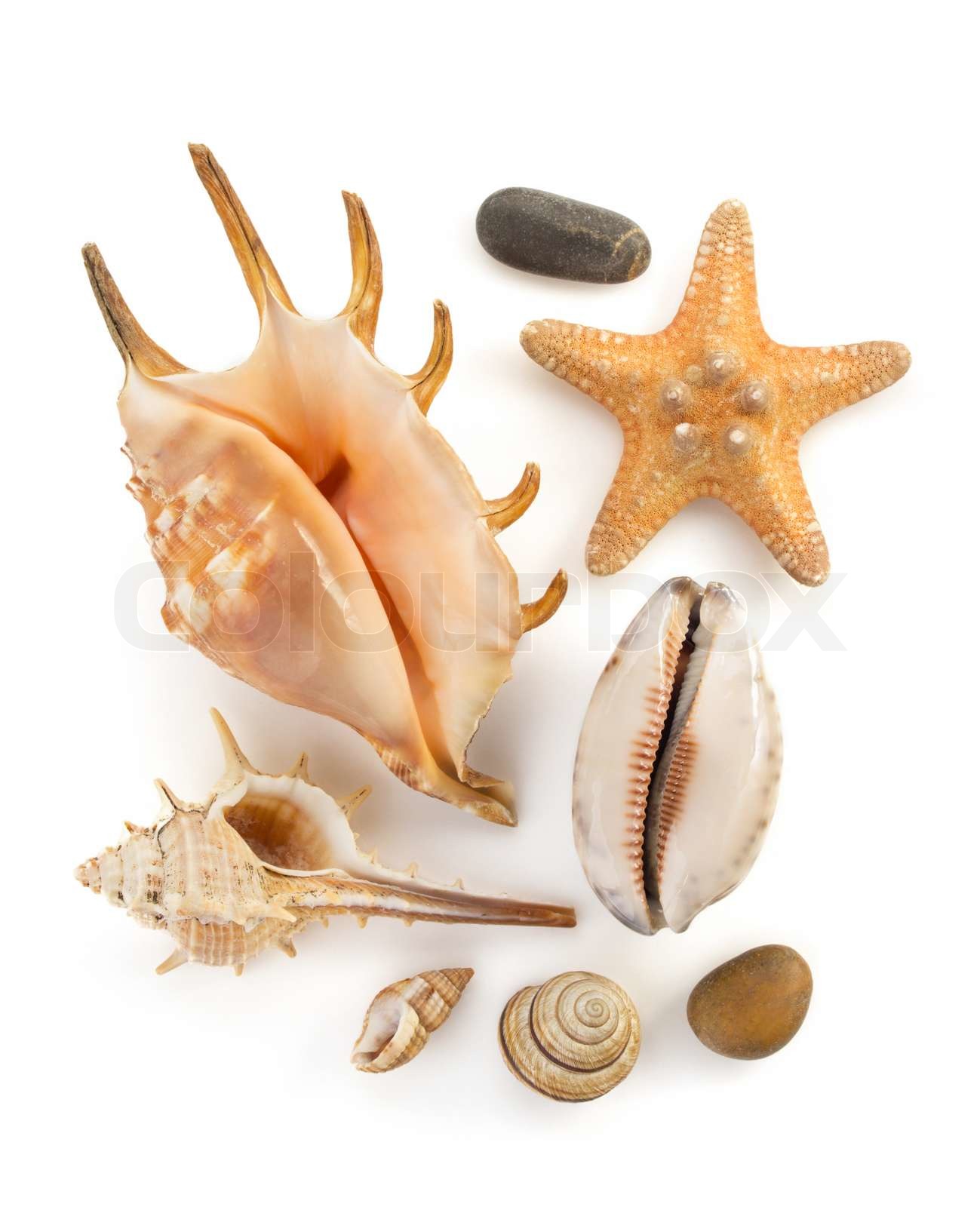 seashell on white | Stock image | Colourbox