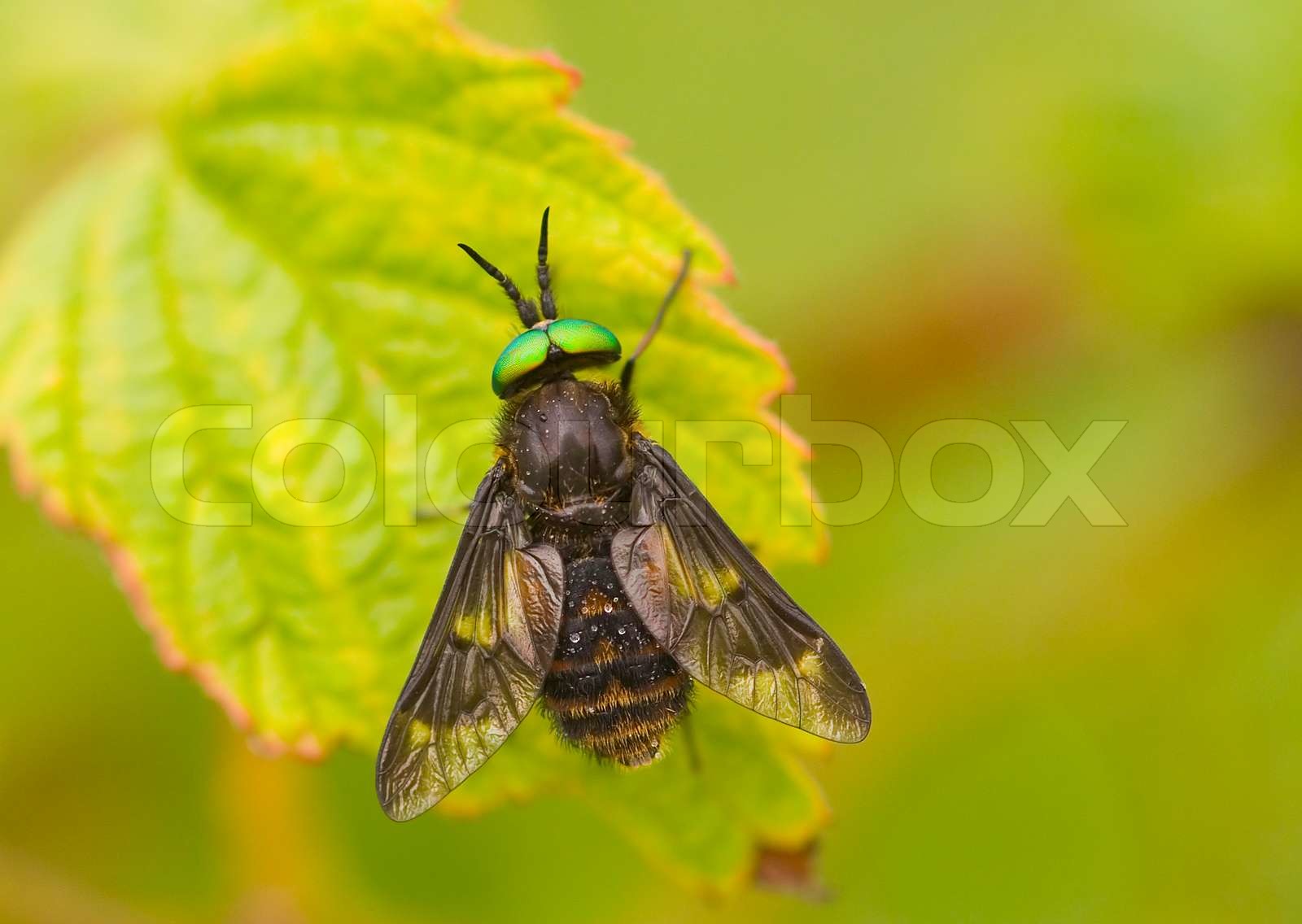 insect, fly, nature, macro, pest, summer, eye, hairy, close, closeup ...