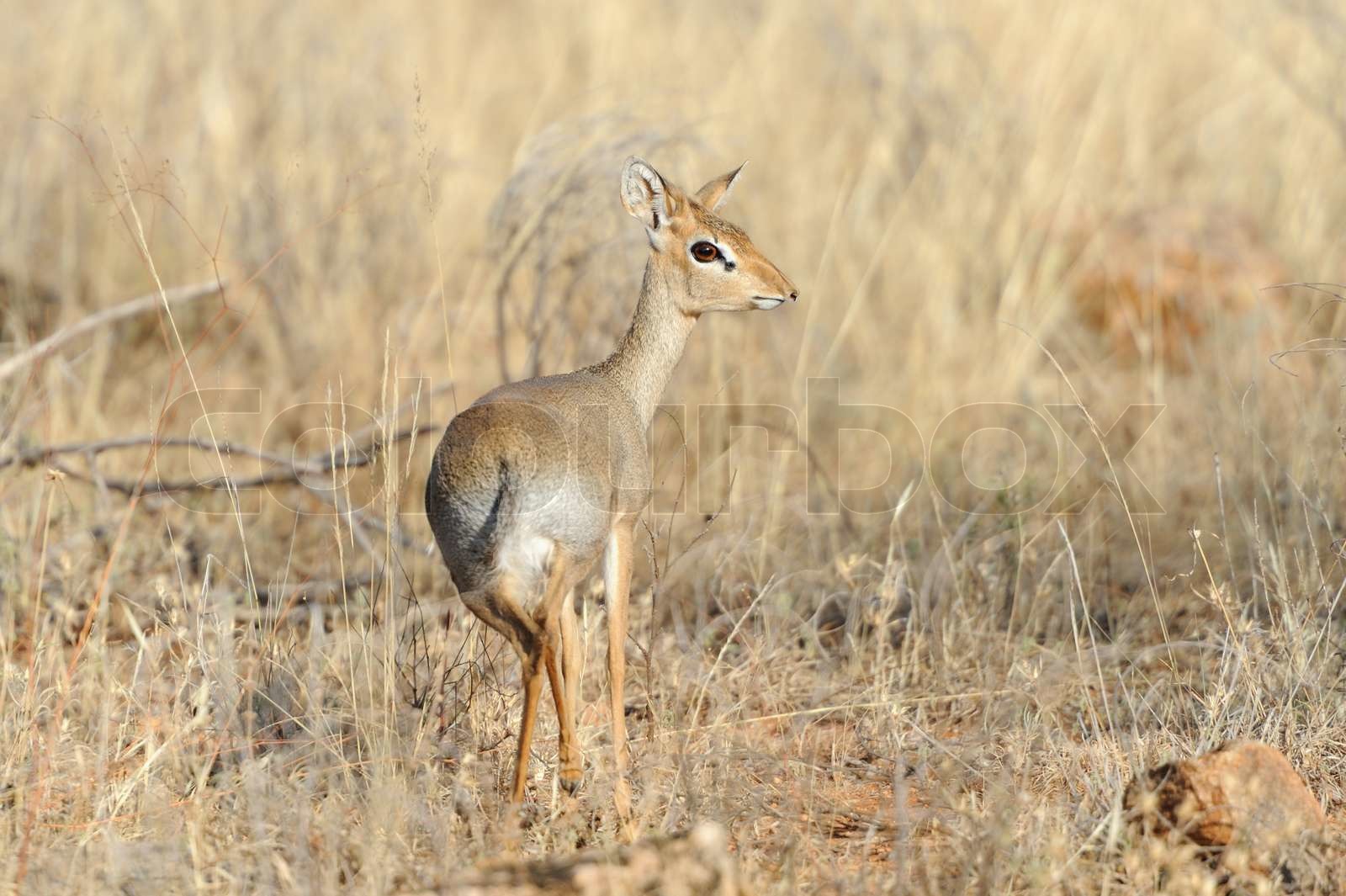 Dik-dik | Stock image | Colourbox
