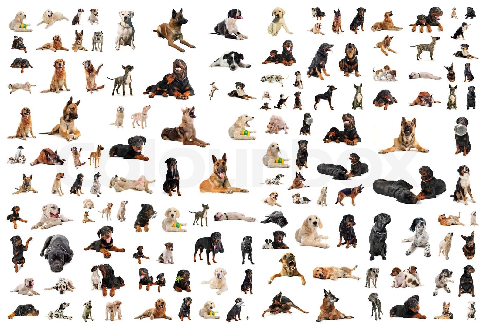 dogs | Stock image | Colourbox