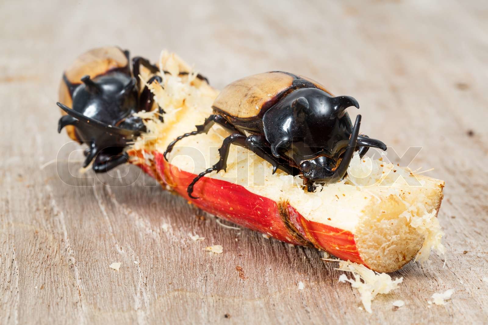 Yellow five horned beetle | Stock image | Colourbox