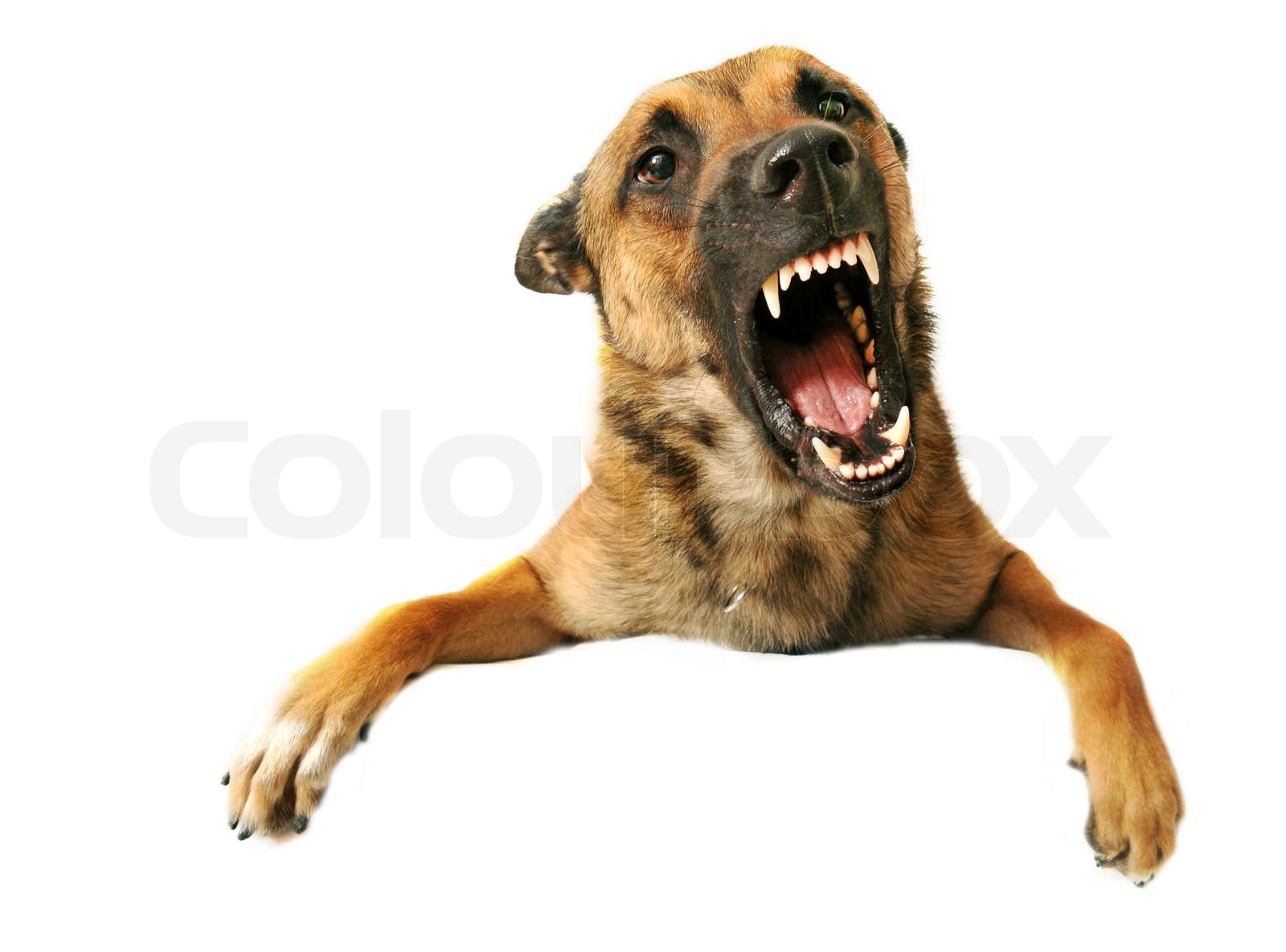 aggressive dog | Stock image | Colourbox