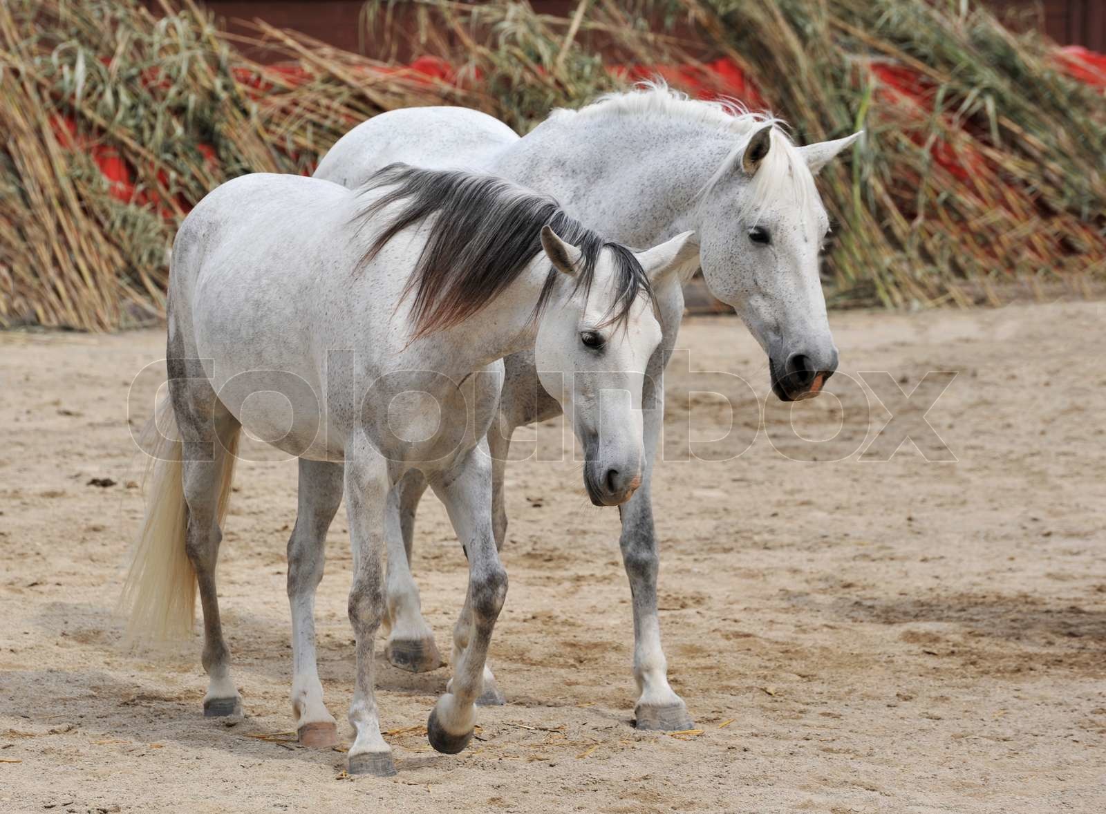 two white horses | Stock image | Colourbox