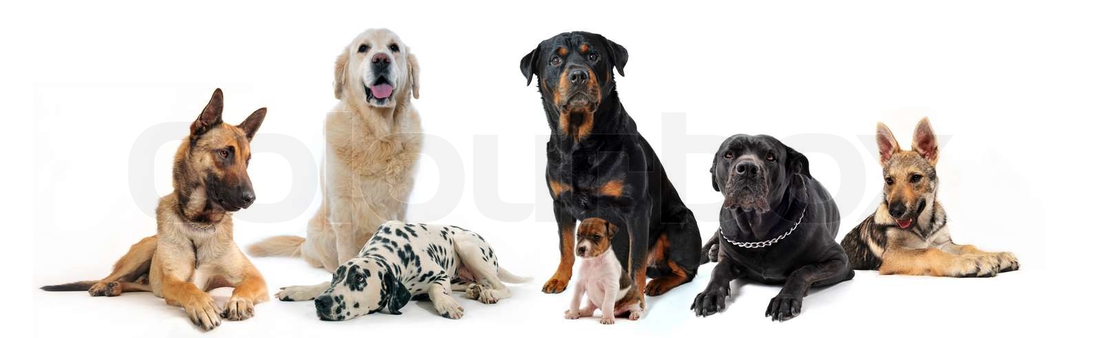 dogs | Stock image | Colourbox