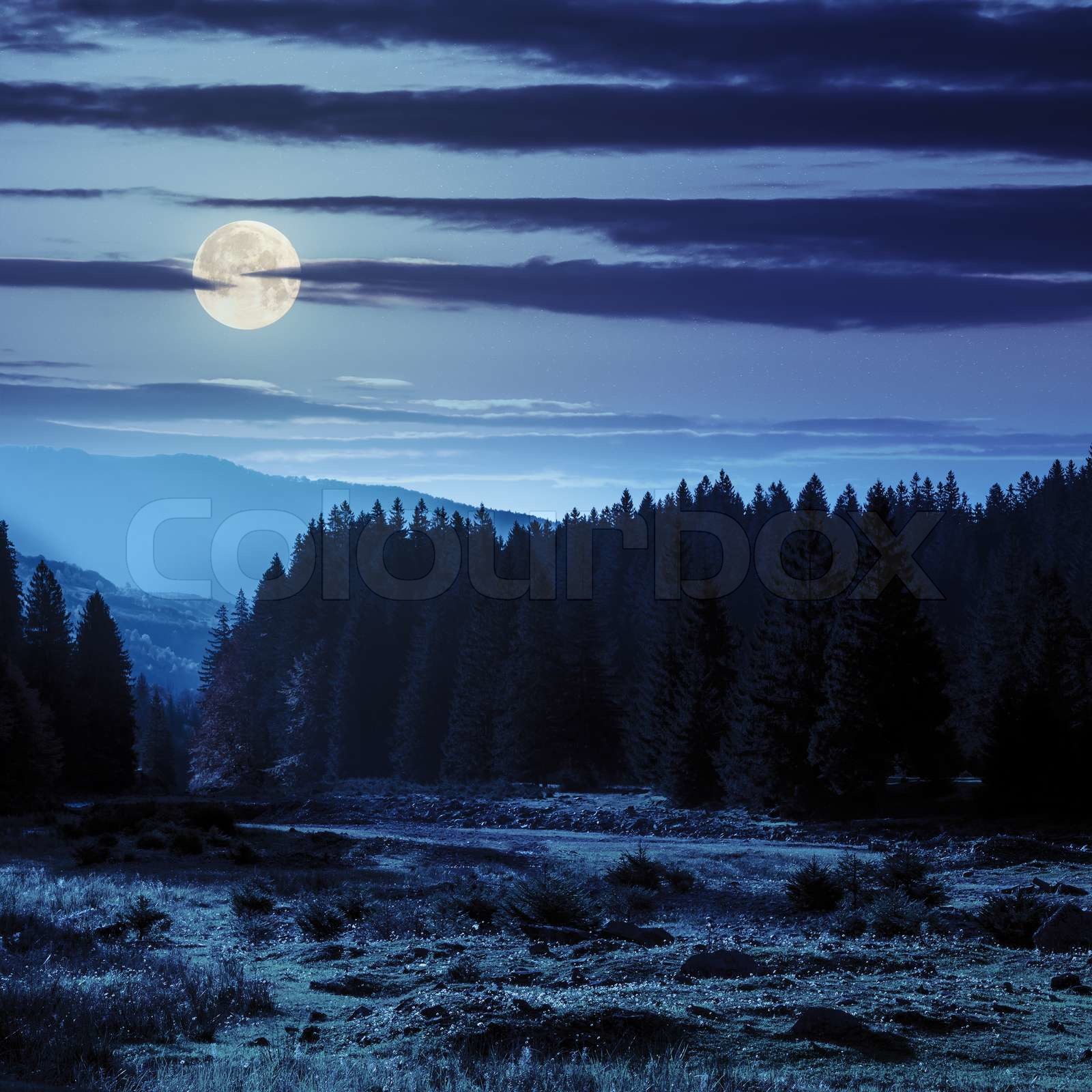 forest glade in shade of the trees at night | Stock image | Colourbox