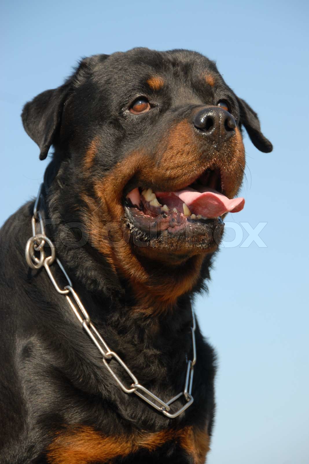 Rottweiler Dog Collars